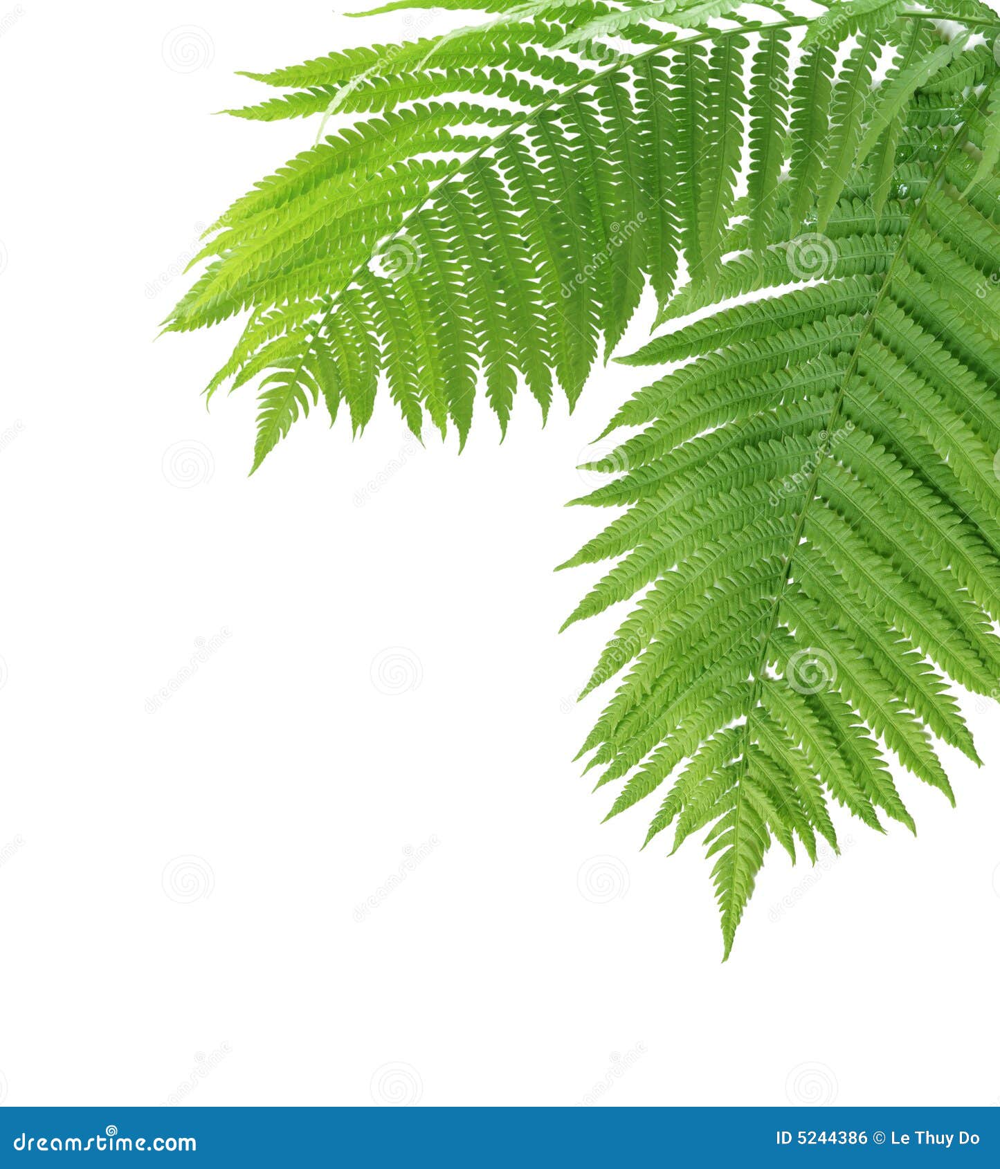 Ferns Royalty-Free Stock Photo | CartoonDealer.com #45562701