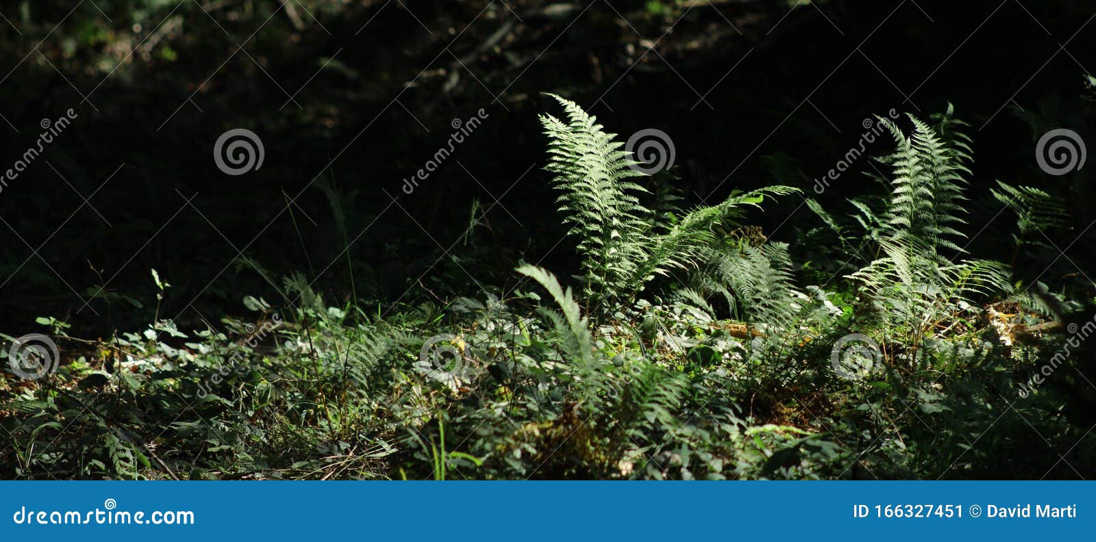Two Ferns stock image. Image of outdoors, fern, landscape - 166327451
