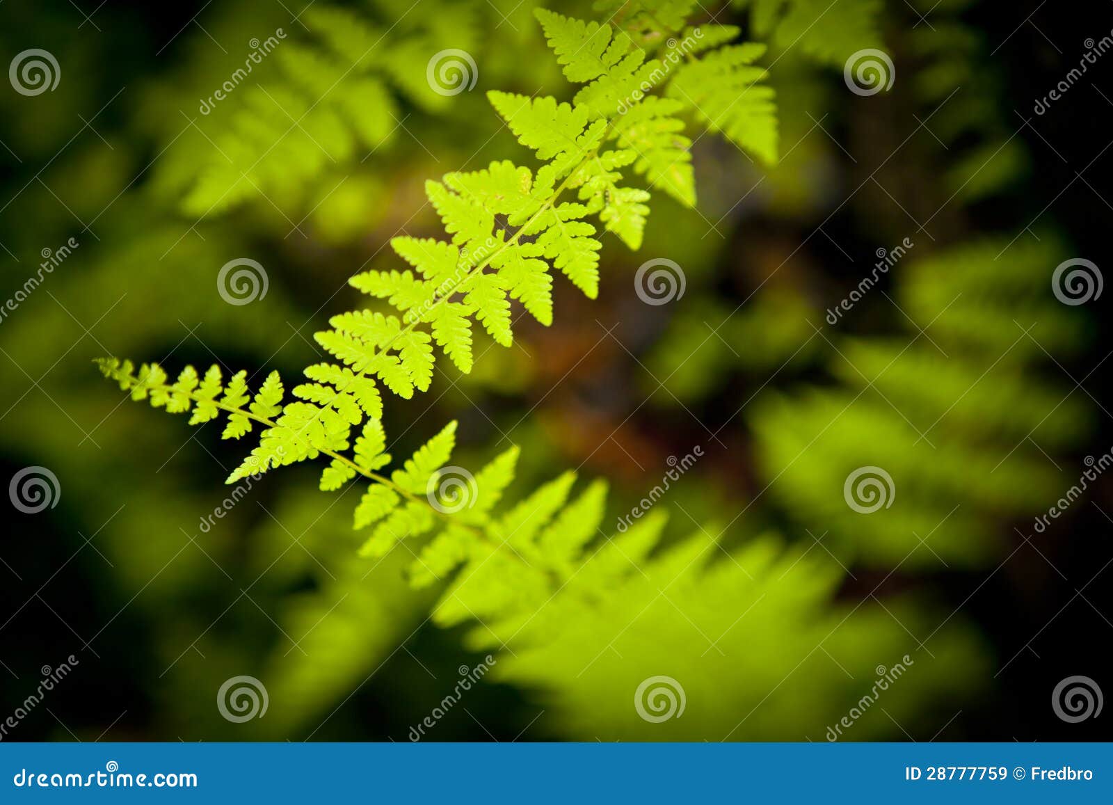 Two ferns intersecting stock image. Image of shade, leaves - 28777759