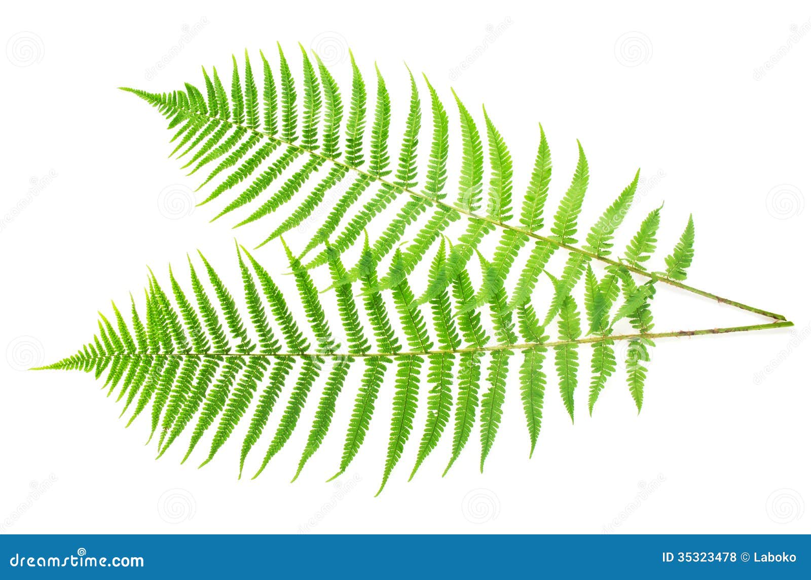Two ferns stock photo. Image of nature, bright, natural - 35323478