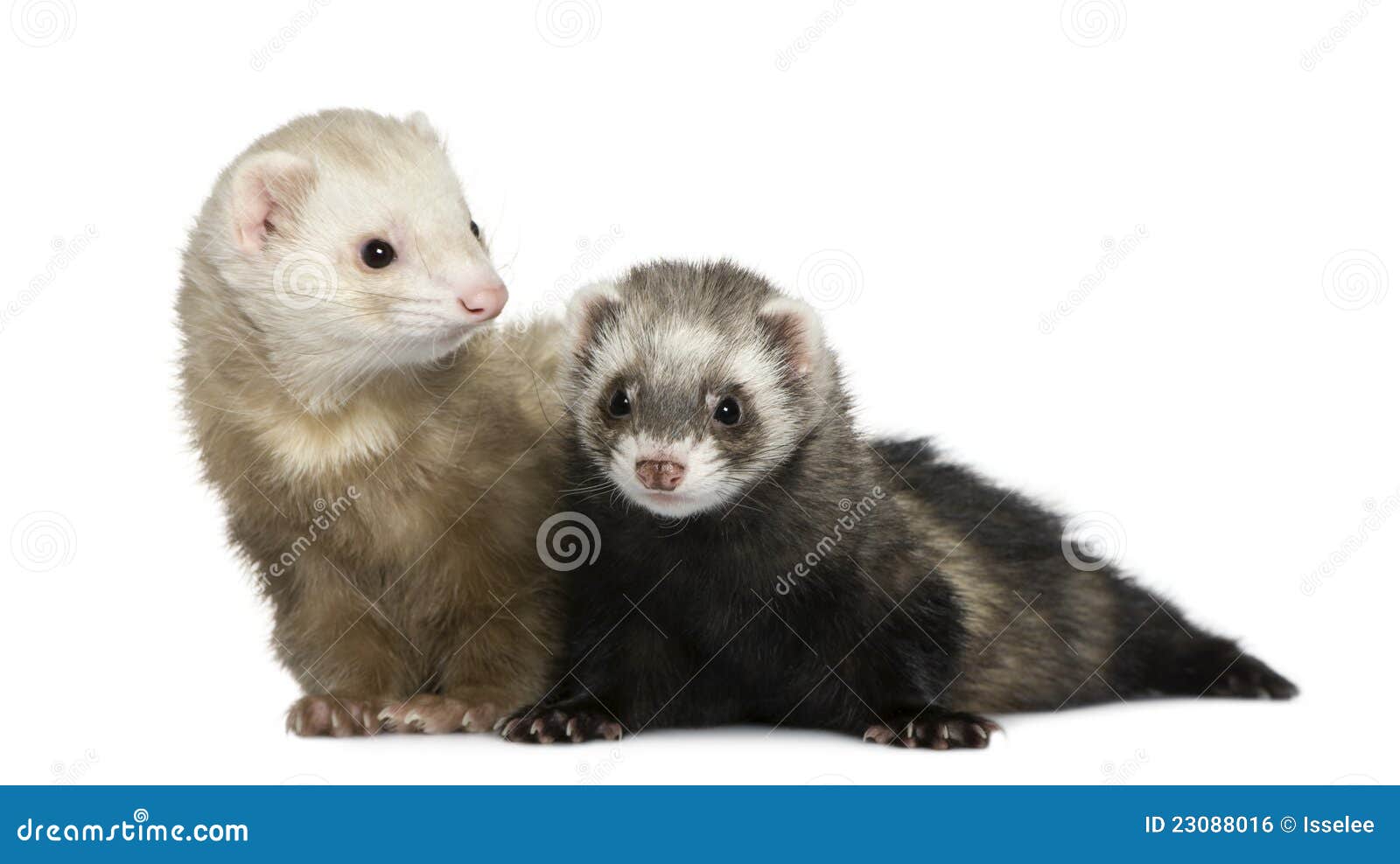 Two Ferrets, 1 Year Old and 18 Months Old Stock Photo - Image of length ...