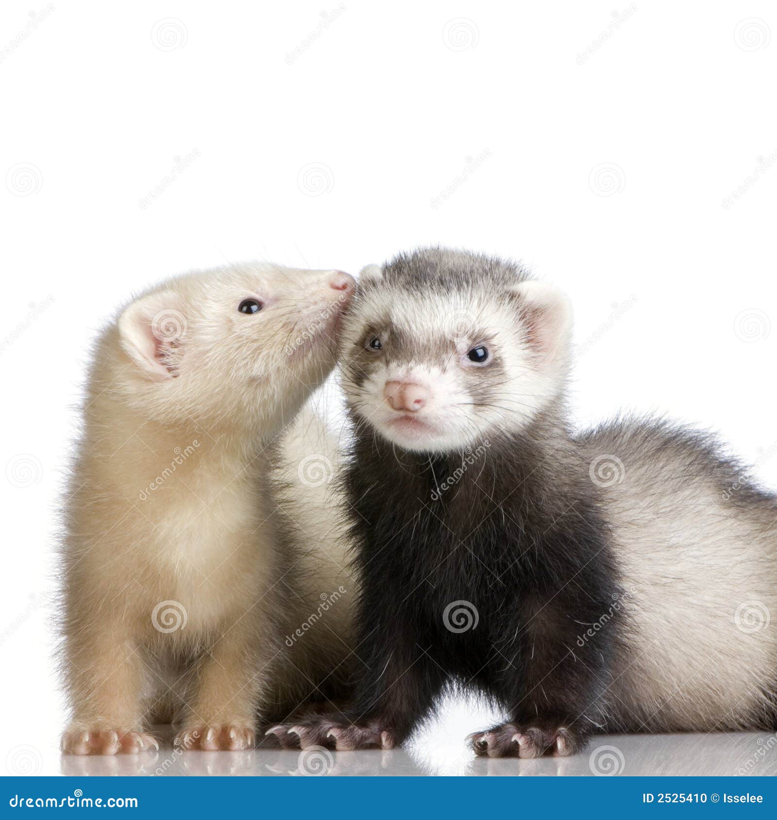 Two Ferrets Kits (10 Weeks) Stock Photo - Image of fury, pair: 2525410
