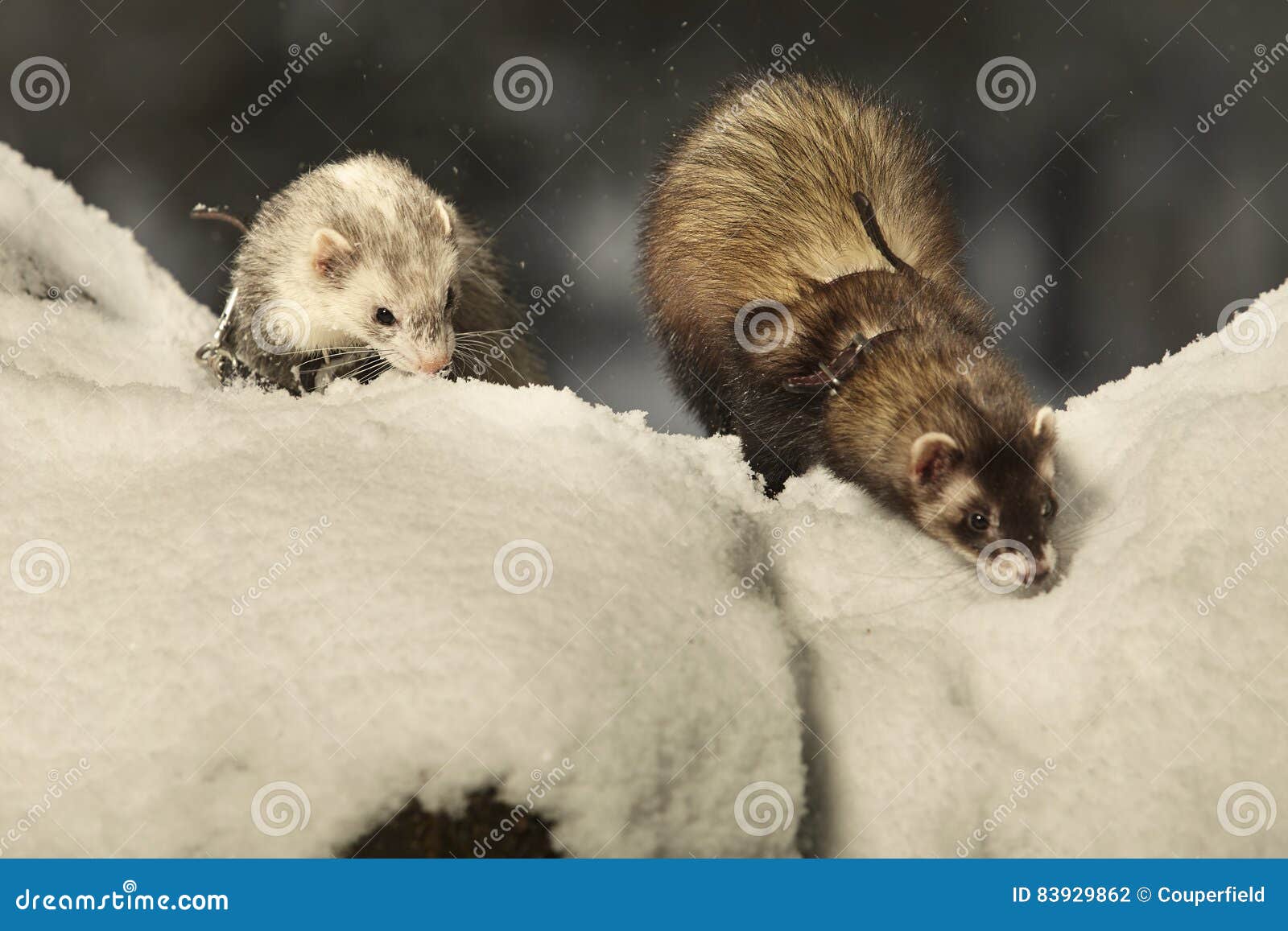 Two Ferrets on Leash Posing and Enjoying Winter Time in Park Stock ...
