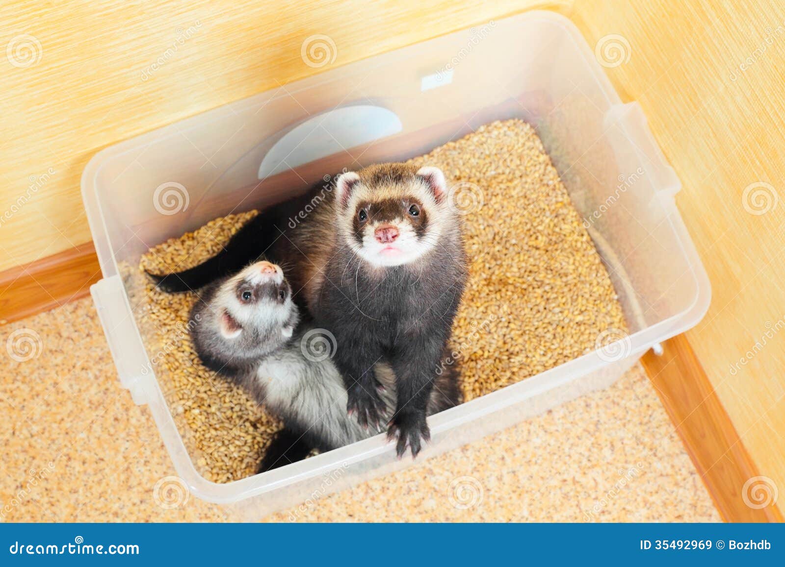 Two Ferrets stock image. Image of fuzzy, attentive, fitch - 35492969