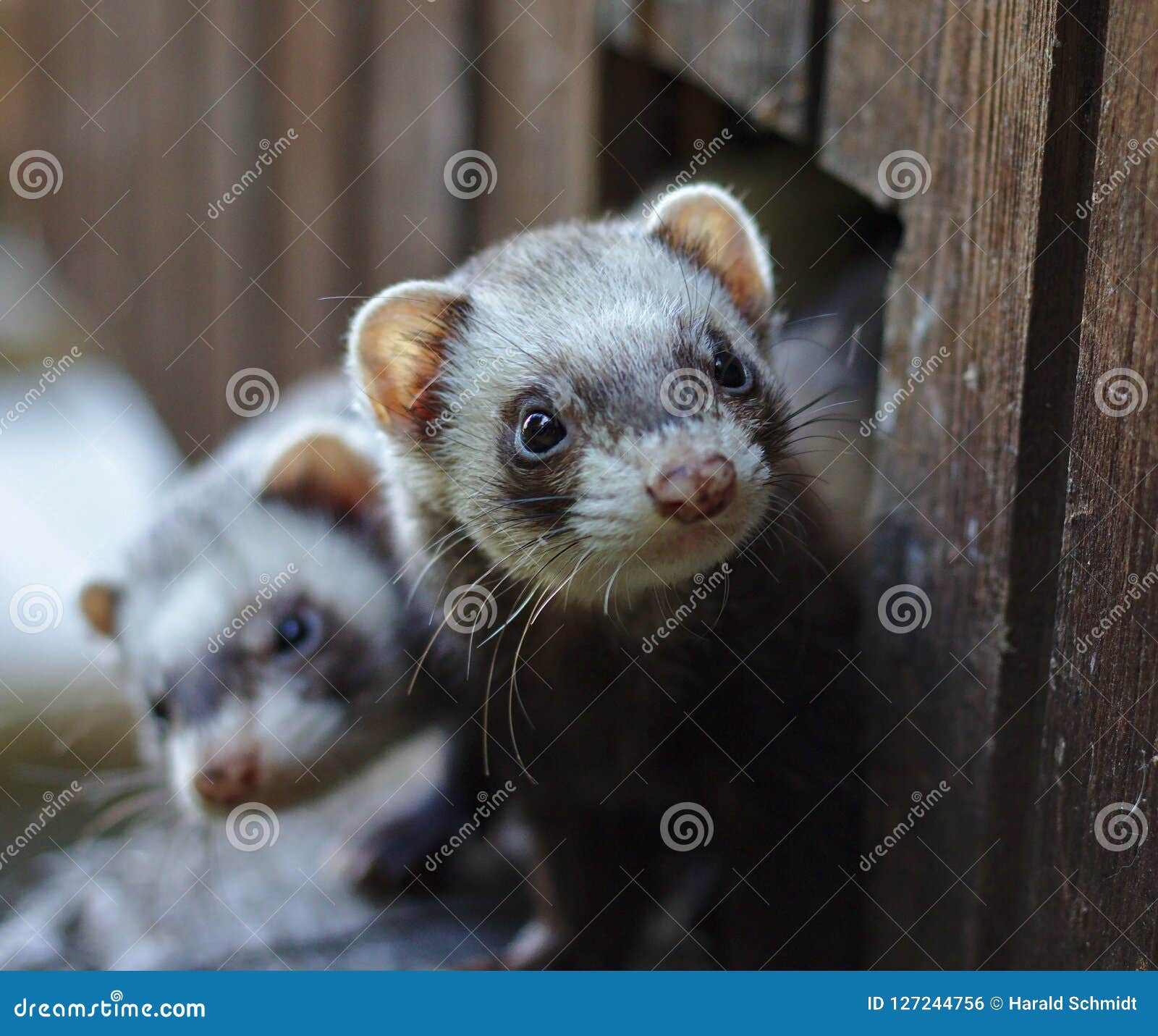 Two Ferrets Looking Out of Their Wooden House Stock Photo - Image of ...