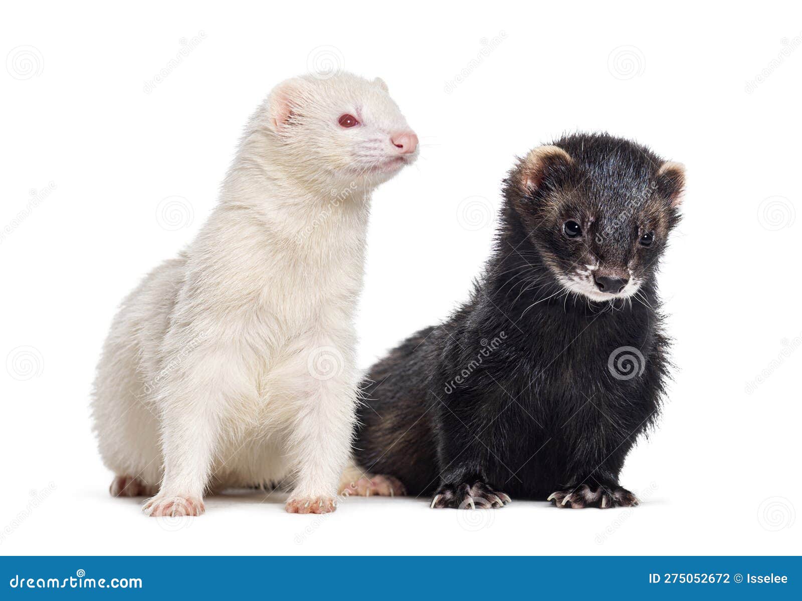 Two Ferrets Standing Together, Isolated on White Stock Photo - Image of ...