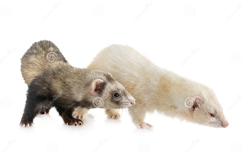 Two ferrets in studio stock photo. Image of isolated - 155847132
