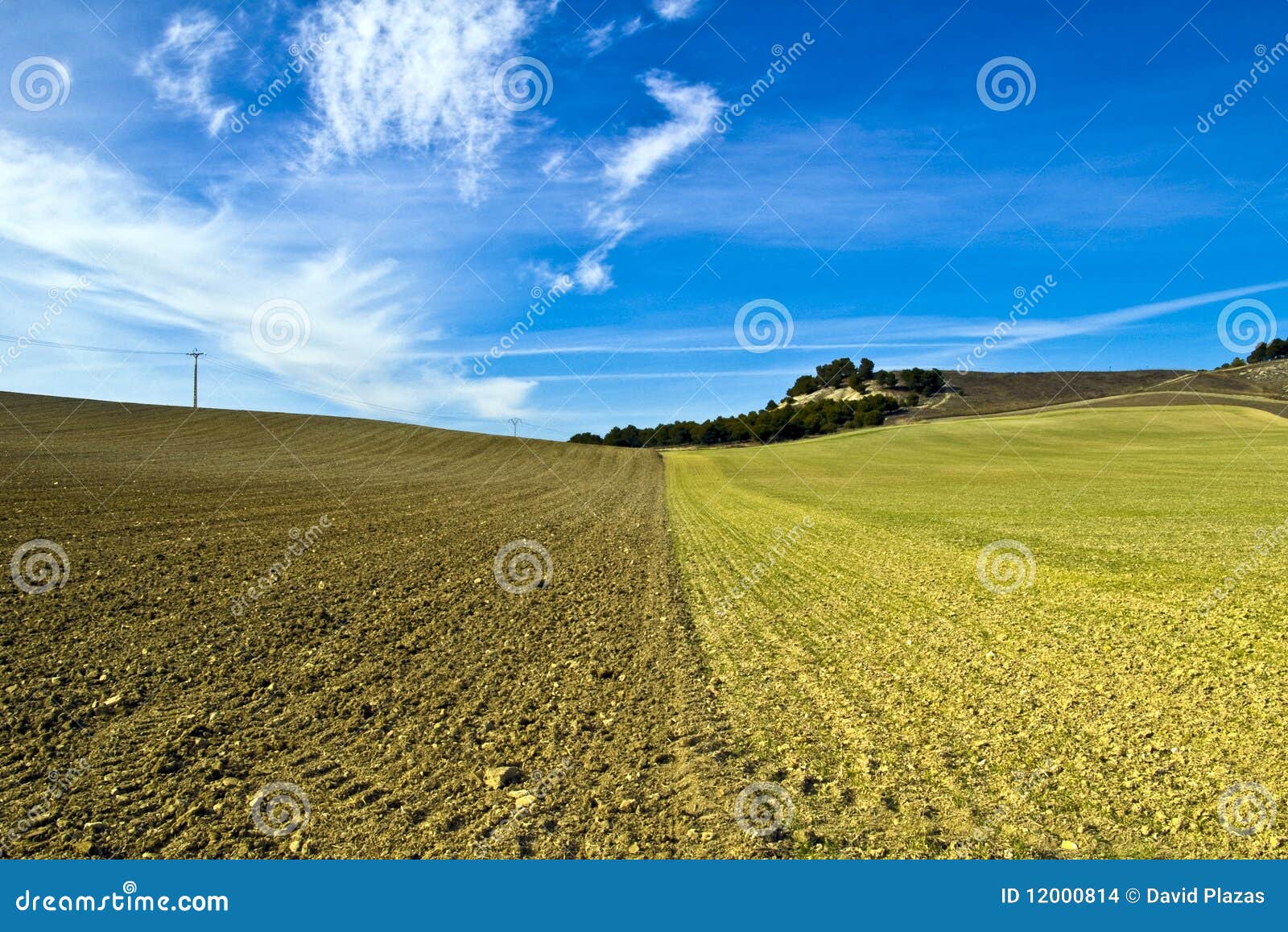 Two fields stock photo. Image of corn, field, wheat, agriculture - 12000814