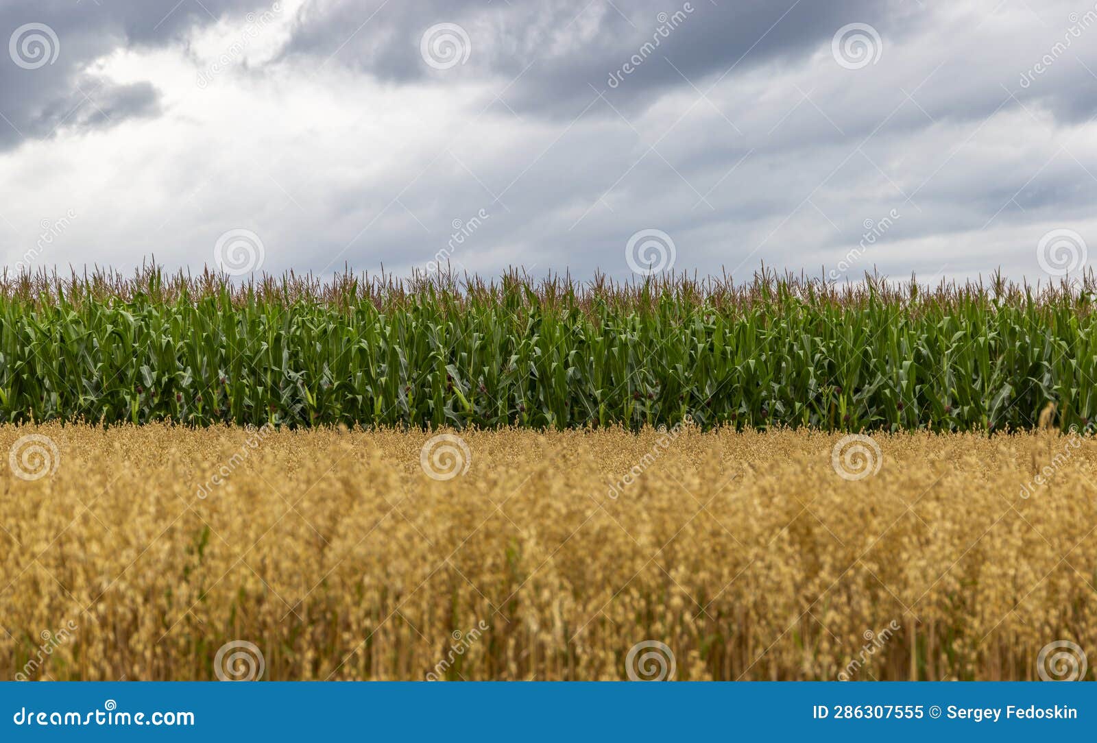 Two Fields: Corn and Oat. Stormy Sky Stock Image - Image of rural ...