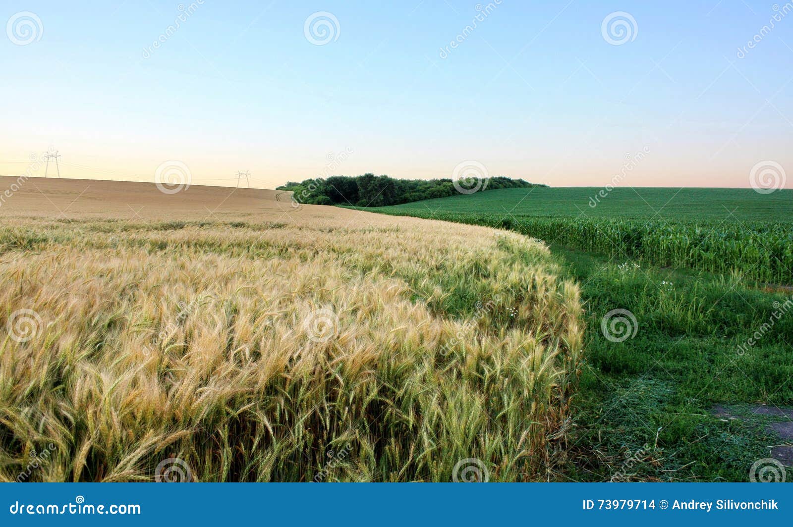 Two Fields Divided by the Road Stock Photo - Image of landscape, season ...