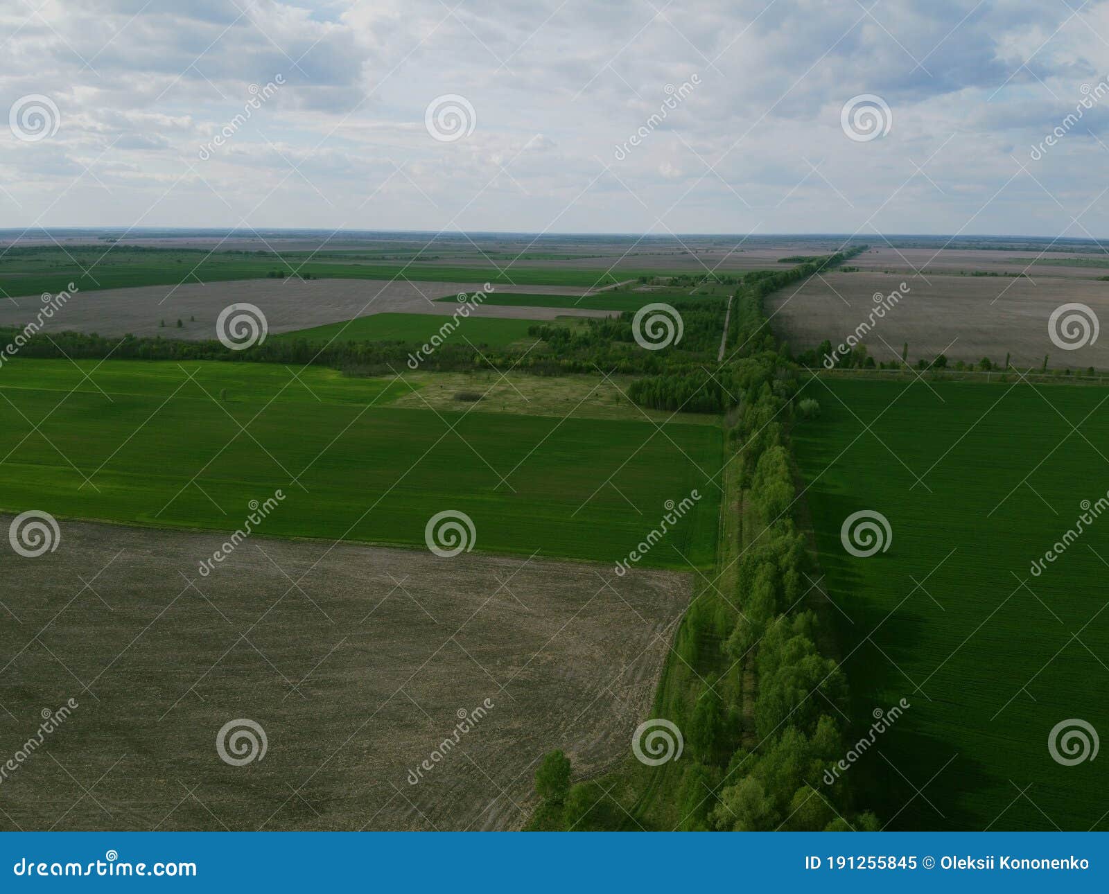 Two Fields Separated by a Forest Belt, Aerial View. Agricultural ...