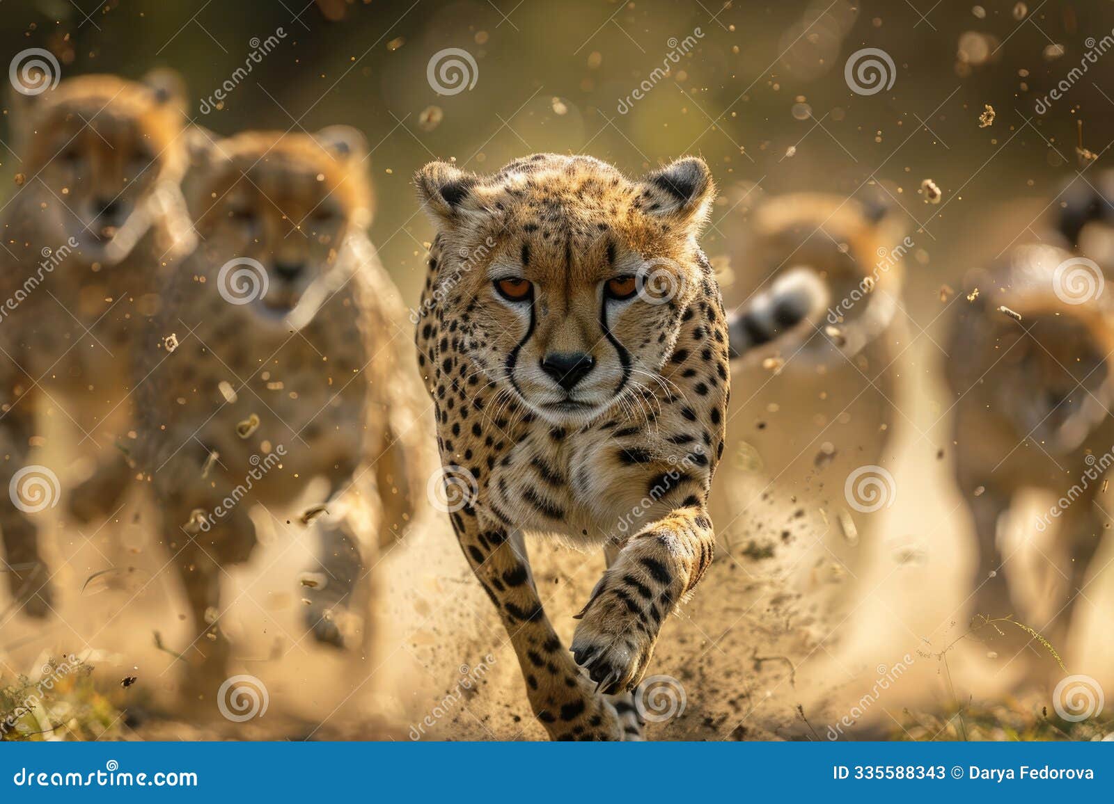 Two Fierce Cheetahs Running in the Wild Grasslands with Dust Clouds ...