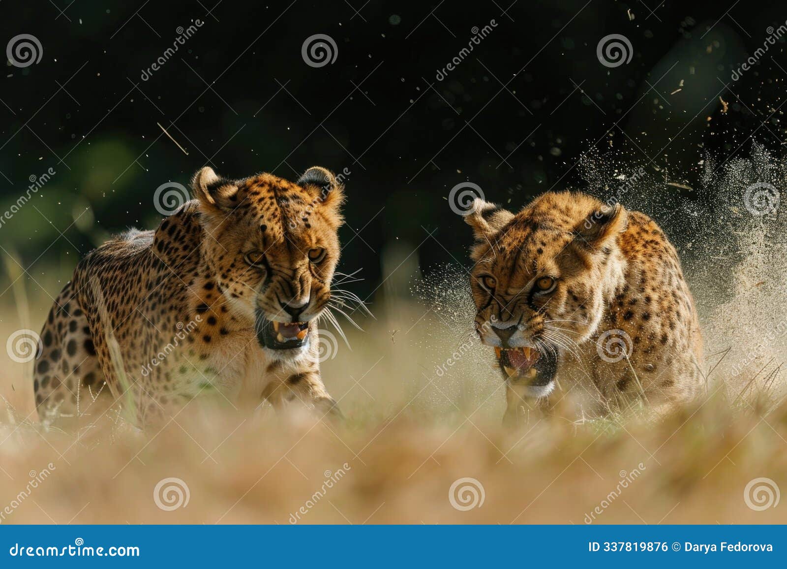 Two Fierce Cheetahs Running in the Wild Grasslands with Dust Clouds ...