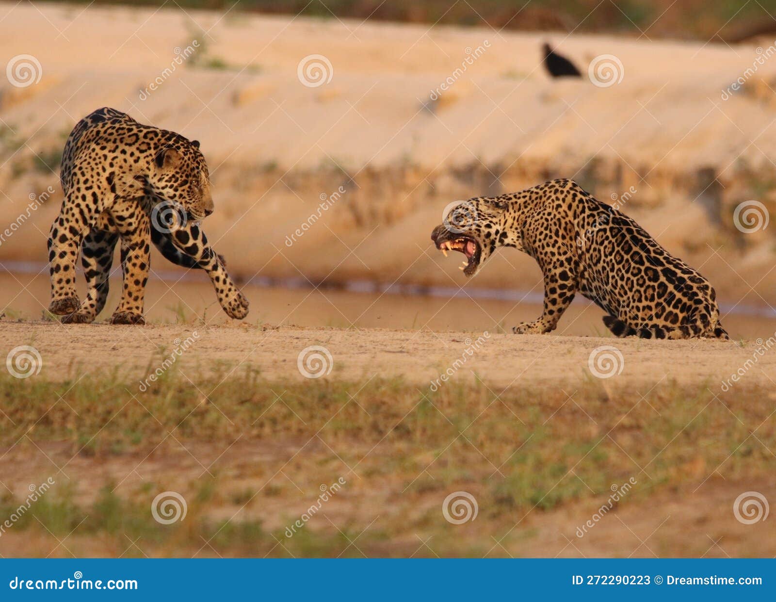 Two Fierce Jaguars in the Middle of a Fight. Stock Image - Image of ...