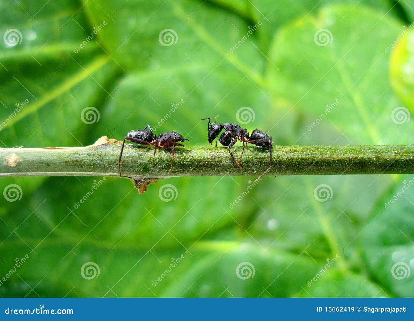 Two fighting ants stock image. Image of apectacular, ants - 15662419