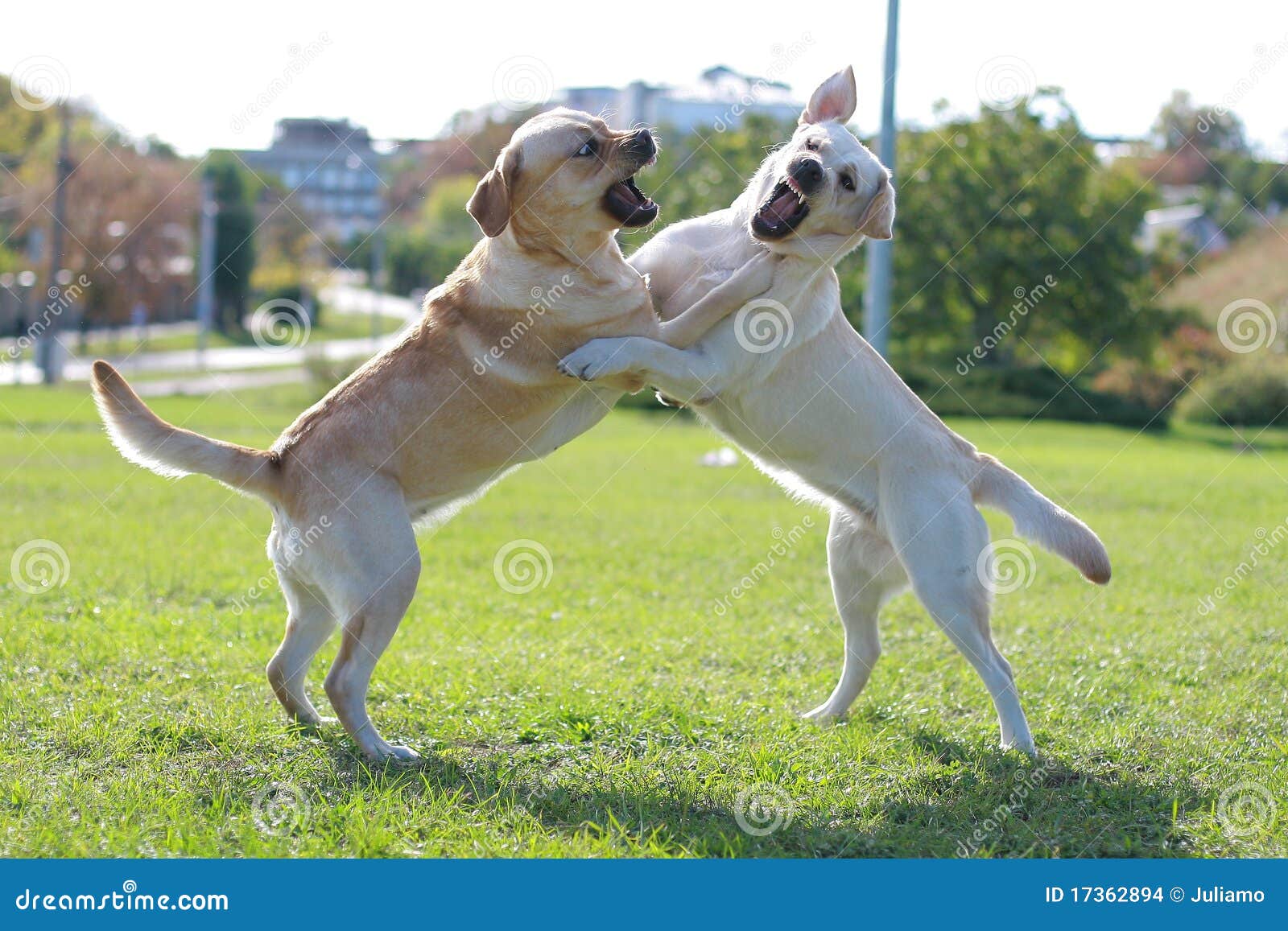 Two Fighting Dogs on the Grass Stock Photo - Image of game, competition ...