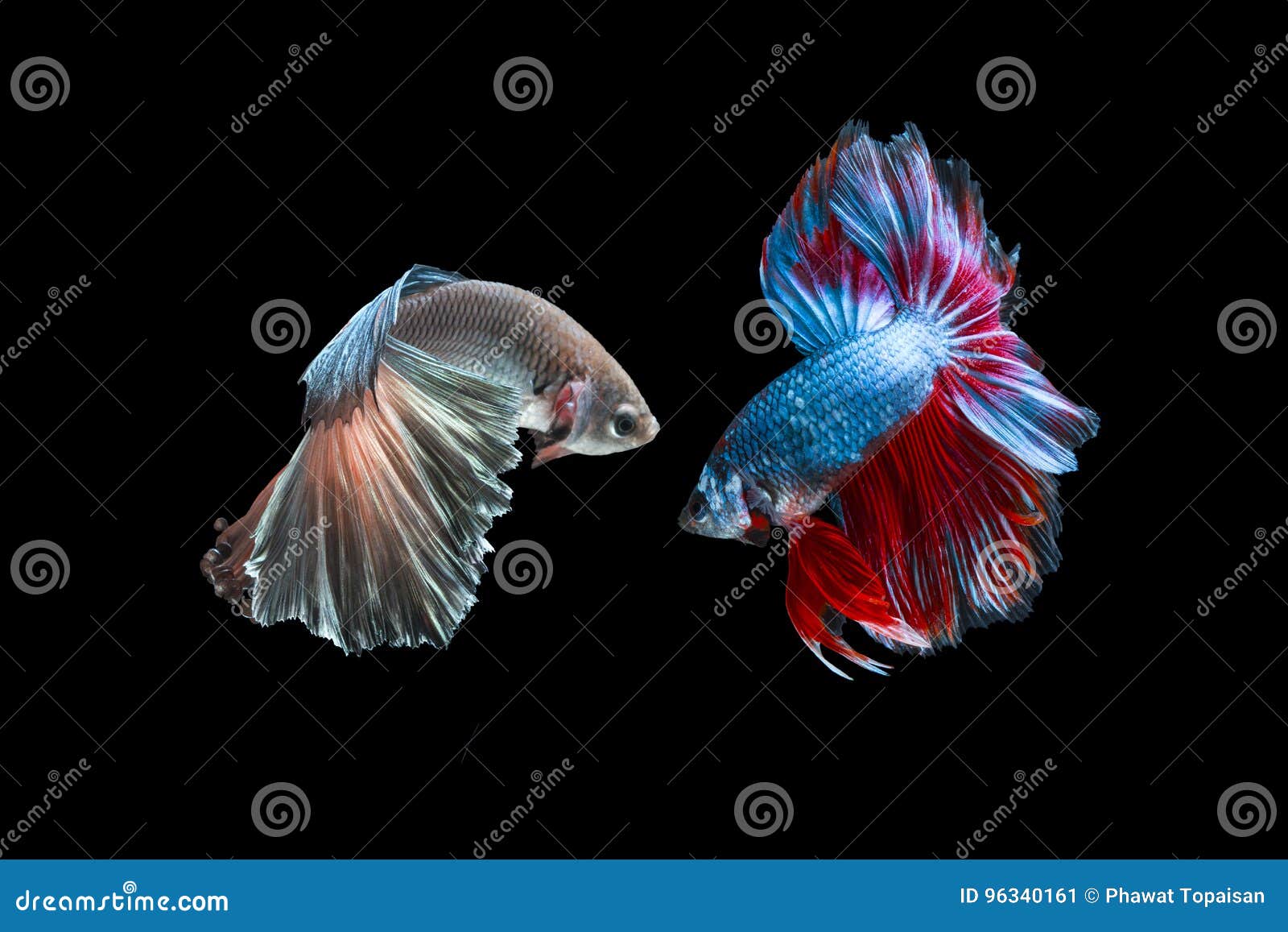 Two Fighting Fish stock image. Image of colse, nature - 96340161
