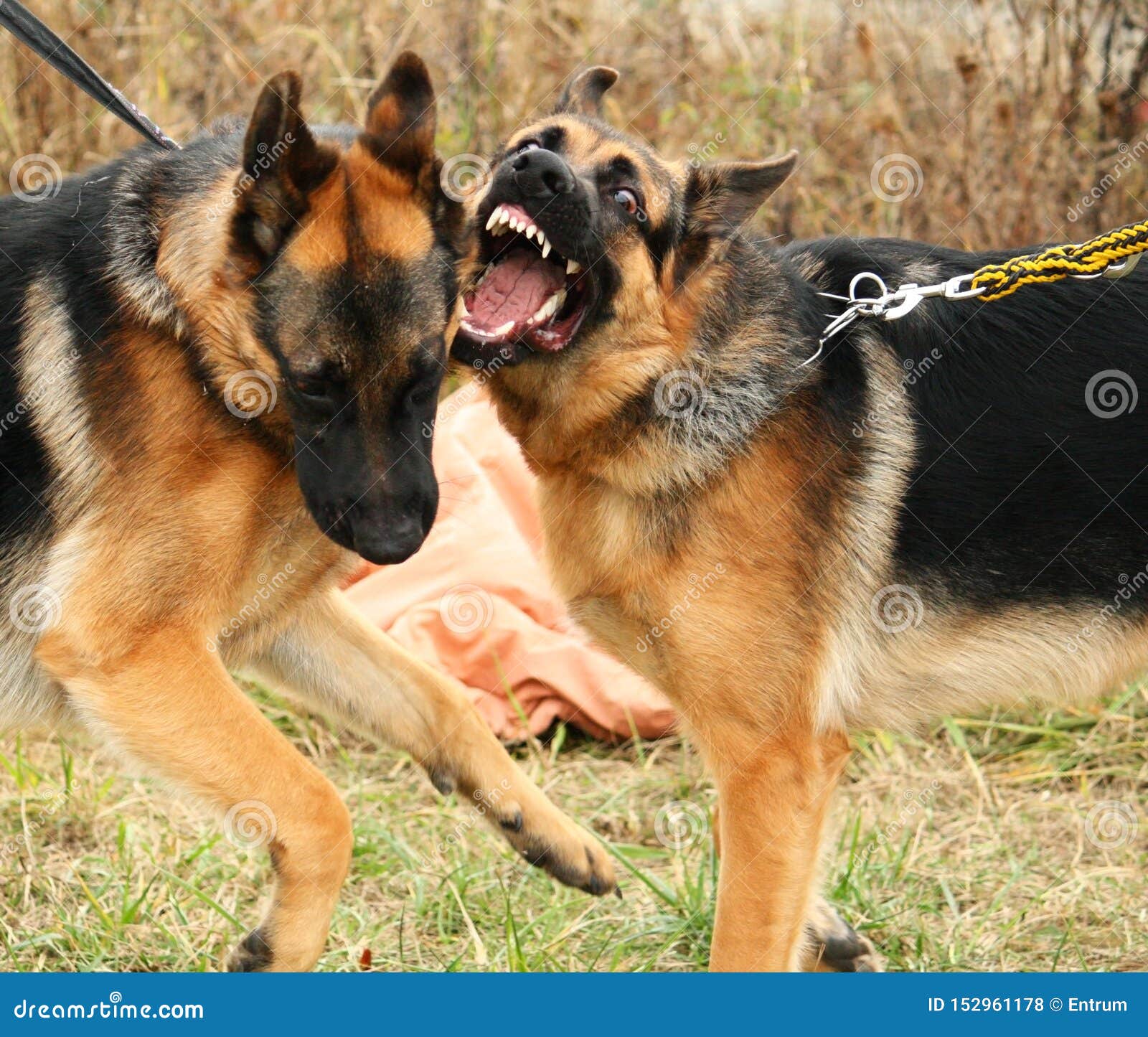 Will Two Female Dogs Fight