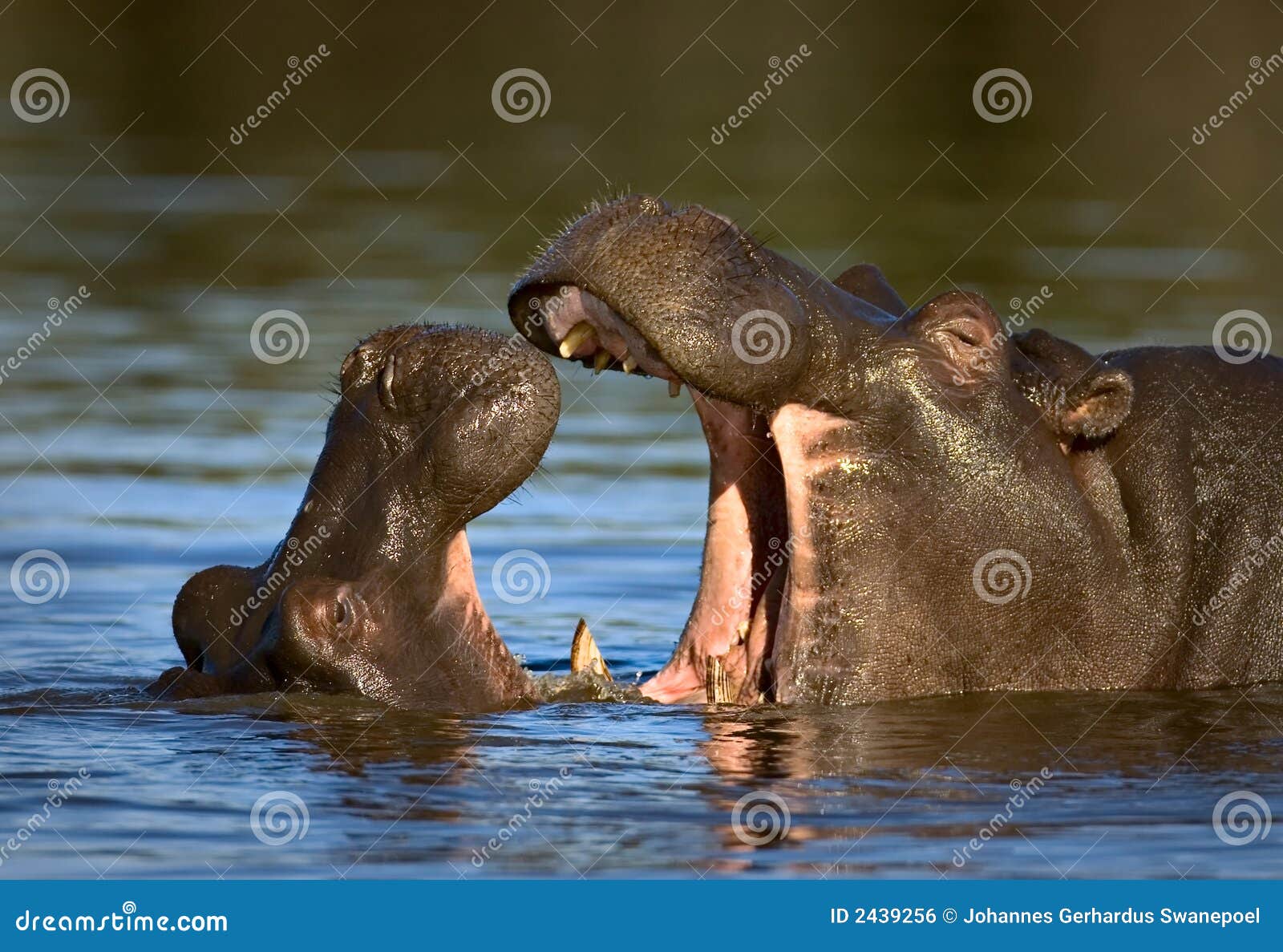 Two fighting hippo s stock photo. Image of aggression - 2439256