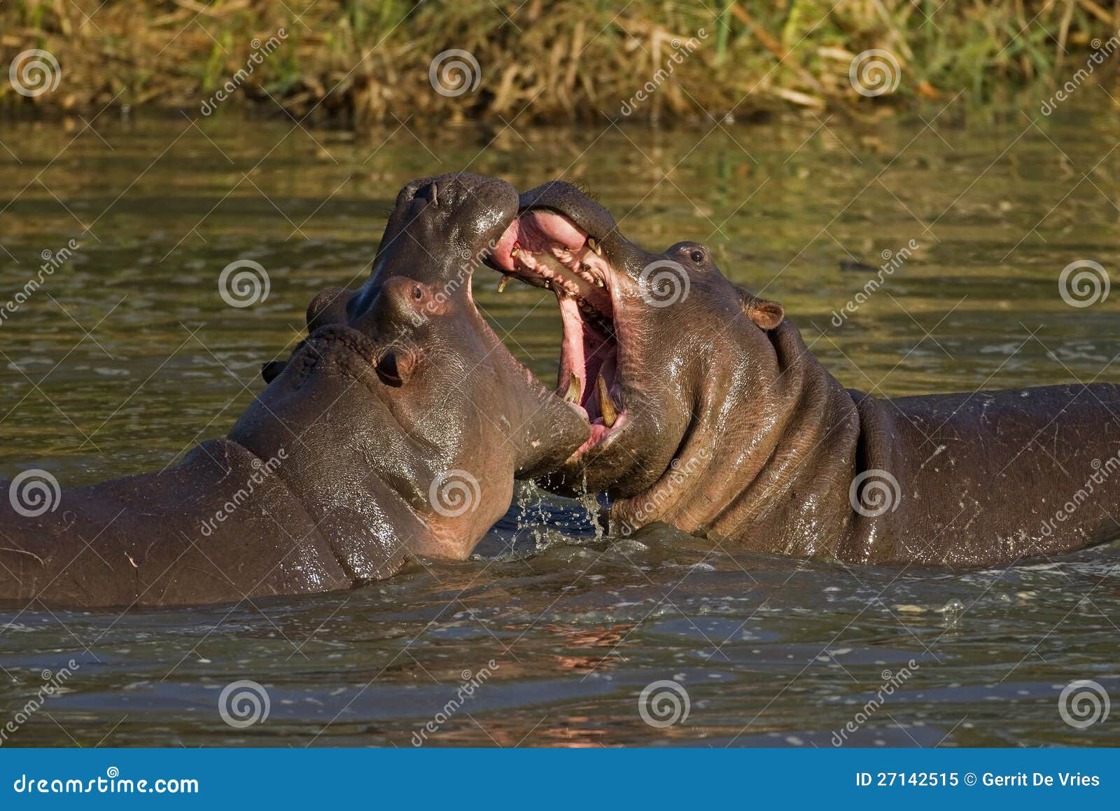 Two Fighting Hippos; Hippopotamus Amphibius Stock Image - Image of huge ...