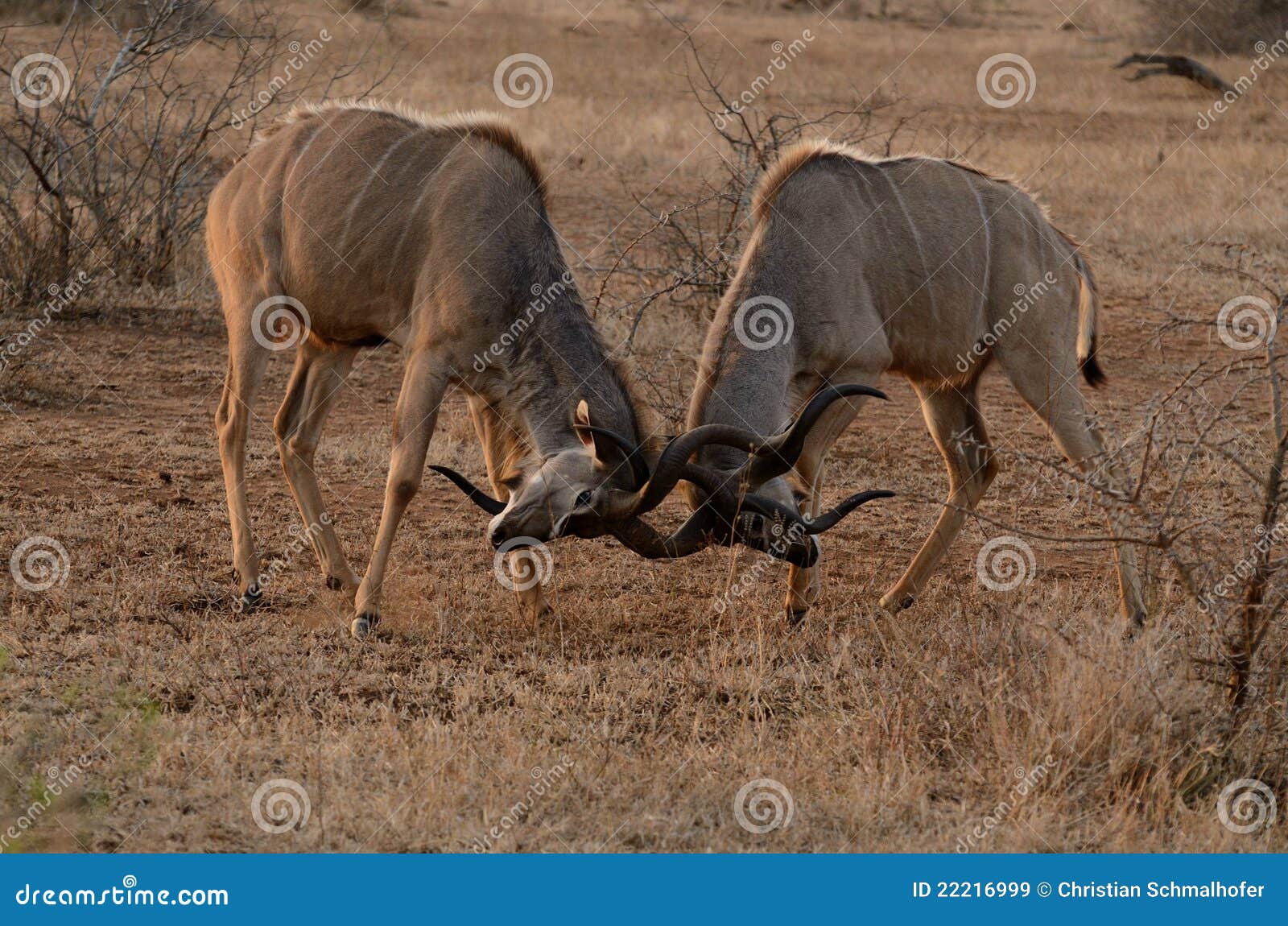 Two Fighting Kudus stock image. Image of kudu, kruger - 22216999