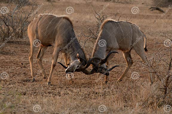 Two Fighting Kudus stock image. Image of kudu, kruger - 22216999
