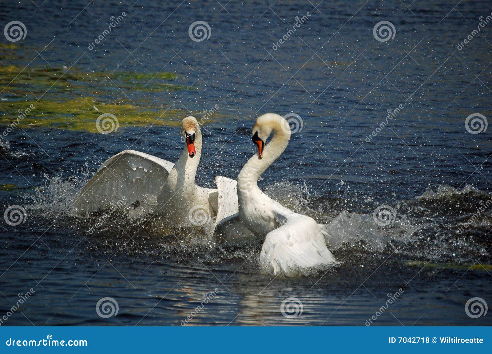 Two fighting macho swans stock photo. Image of domain - 7042718