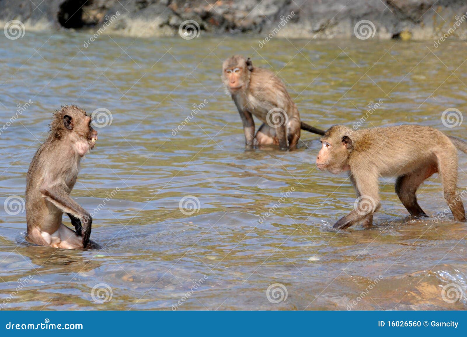 Two fighting monkeys stock photo. Image of splashing - 16026560