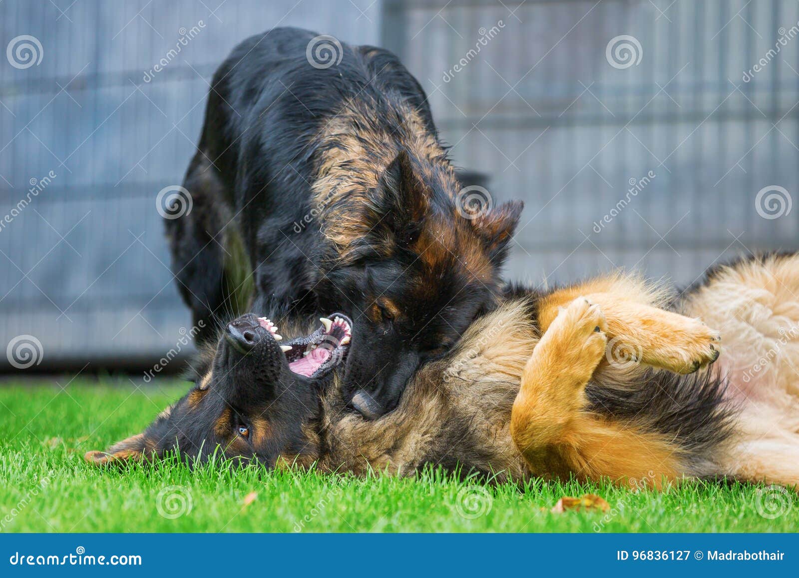 Two Fighting Old German Shepherd Dogs Stock Image - Image of grass ...