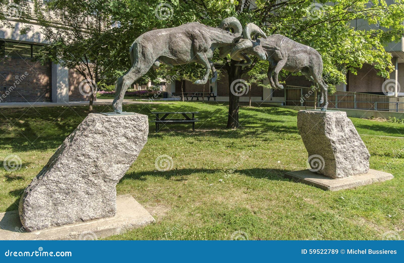 Two fighting rams stock image. Image of nature, ranch - 59522789