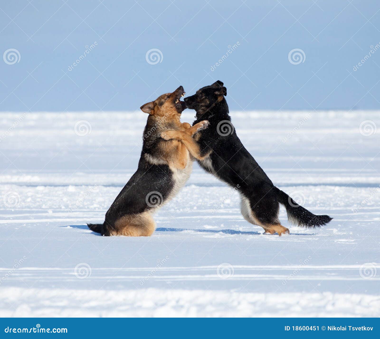 Two fighting sheep-dogs stock image. Image of danger - 18600451
