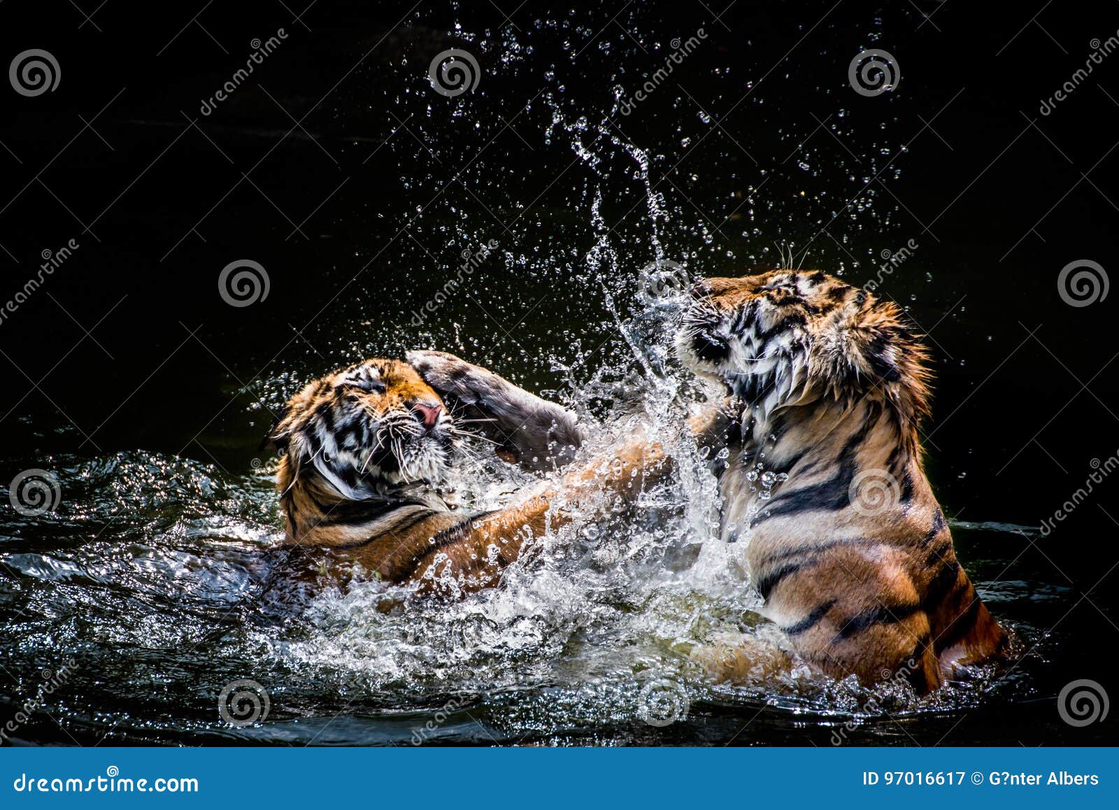 Two fighting tigers stock image. Image of tigers, fight - 97016617