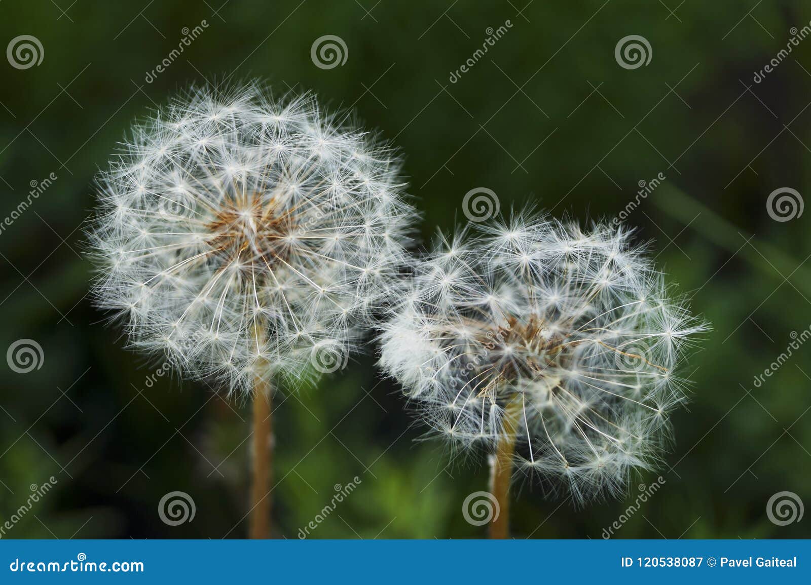 Two fine white dandelions stock image. Image of world - 120538087