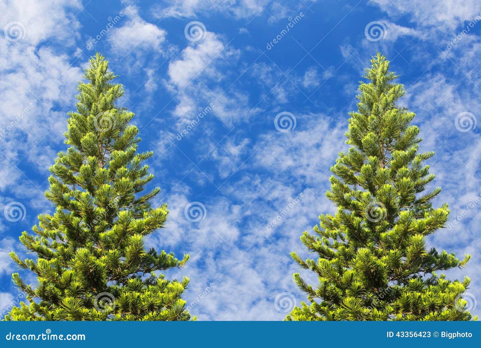Two fir tree with blue sky stock image. Image of needles - 43356423