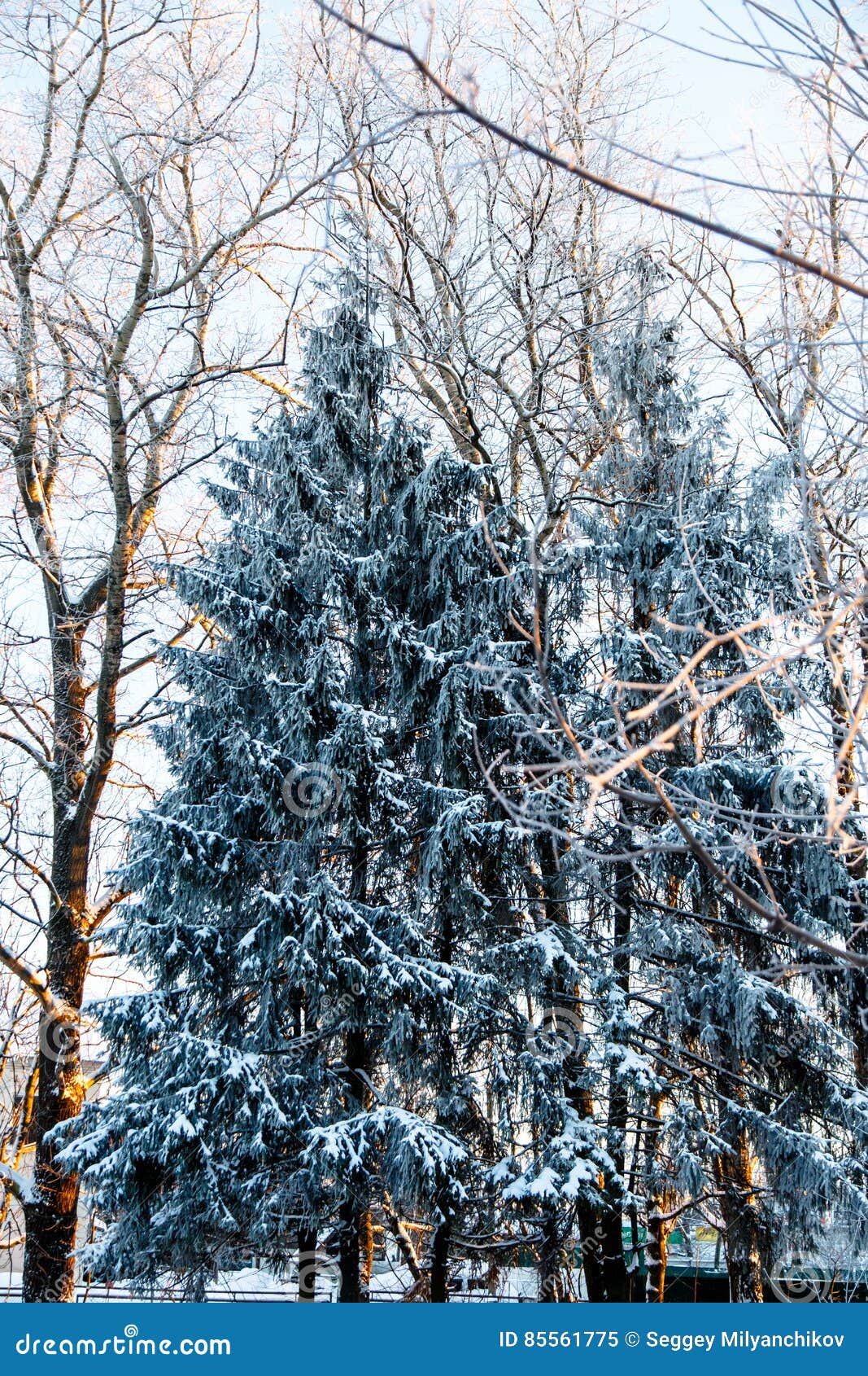 Two Fir Trees Covered with Snow in Winter in the Woods Stock Image ...