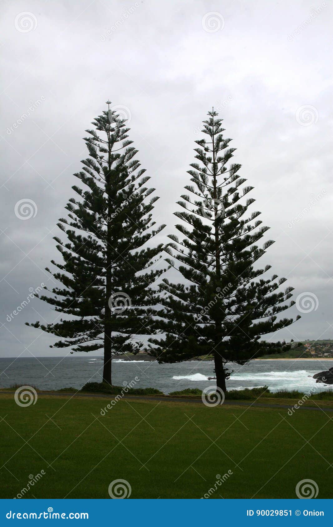 Two fir trees stock image. Image of serene, pine, scenic - 90029851