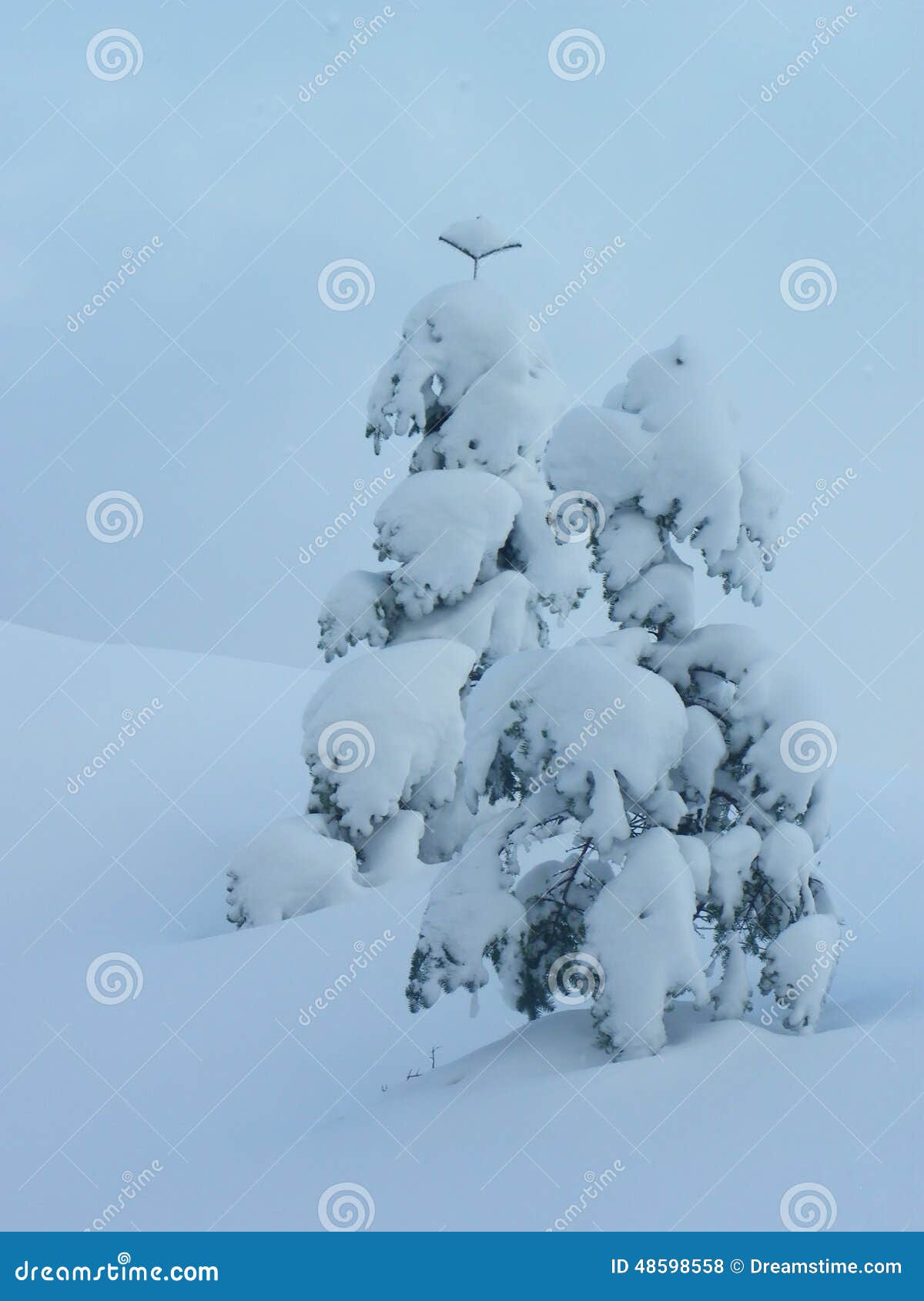 Two fir-trees stock photo. Image of white, celebrations - 48598558