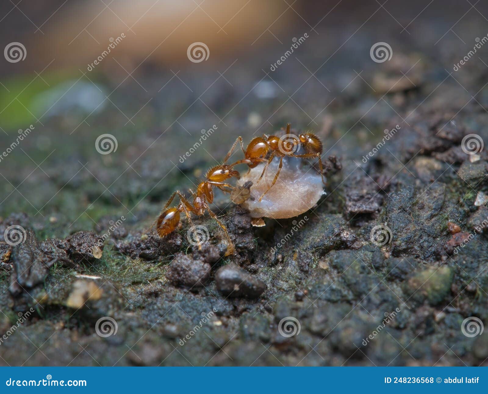 Two Fire Ants Eat Seeds on the Ground Stock Photo - Image of macro ...