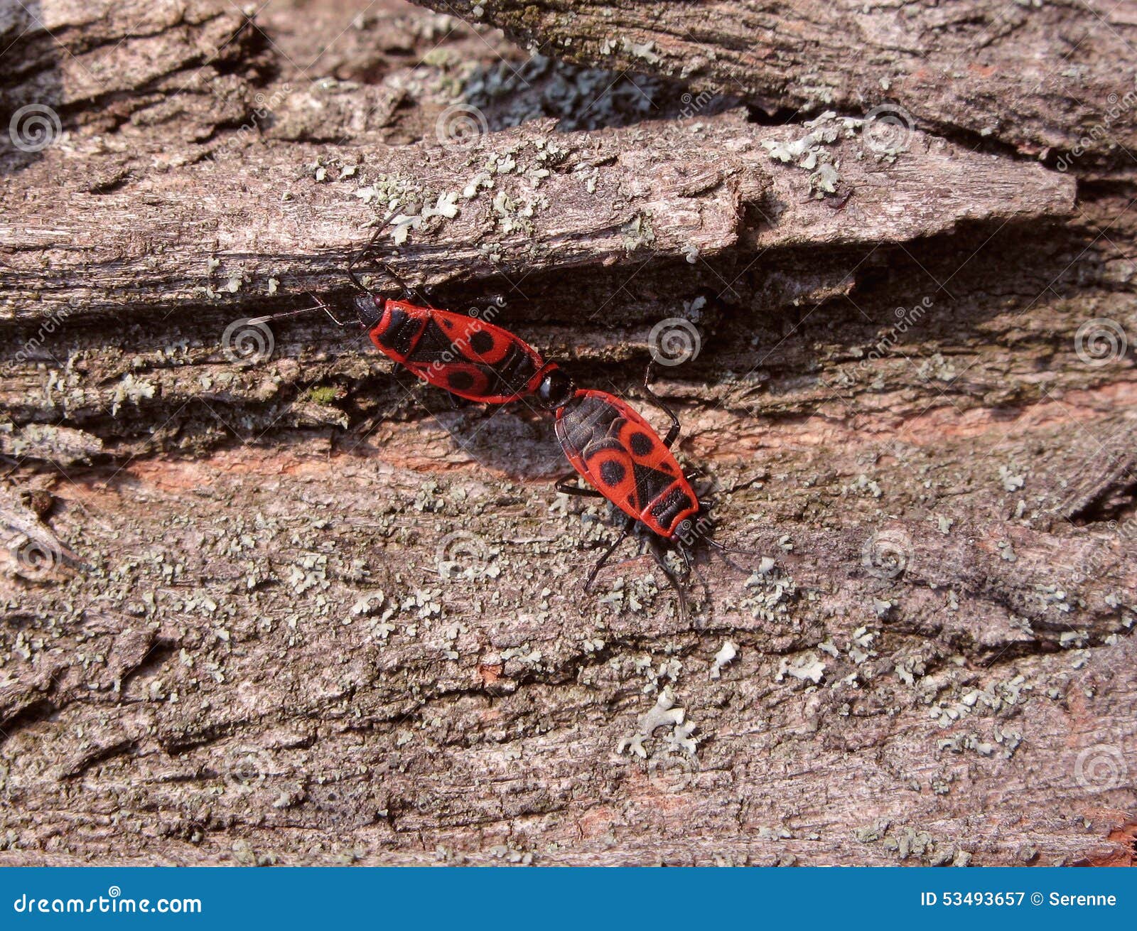 Two fire bugs on bark stock image. Image of detail, magnification ...