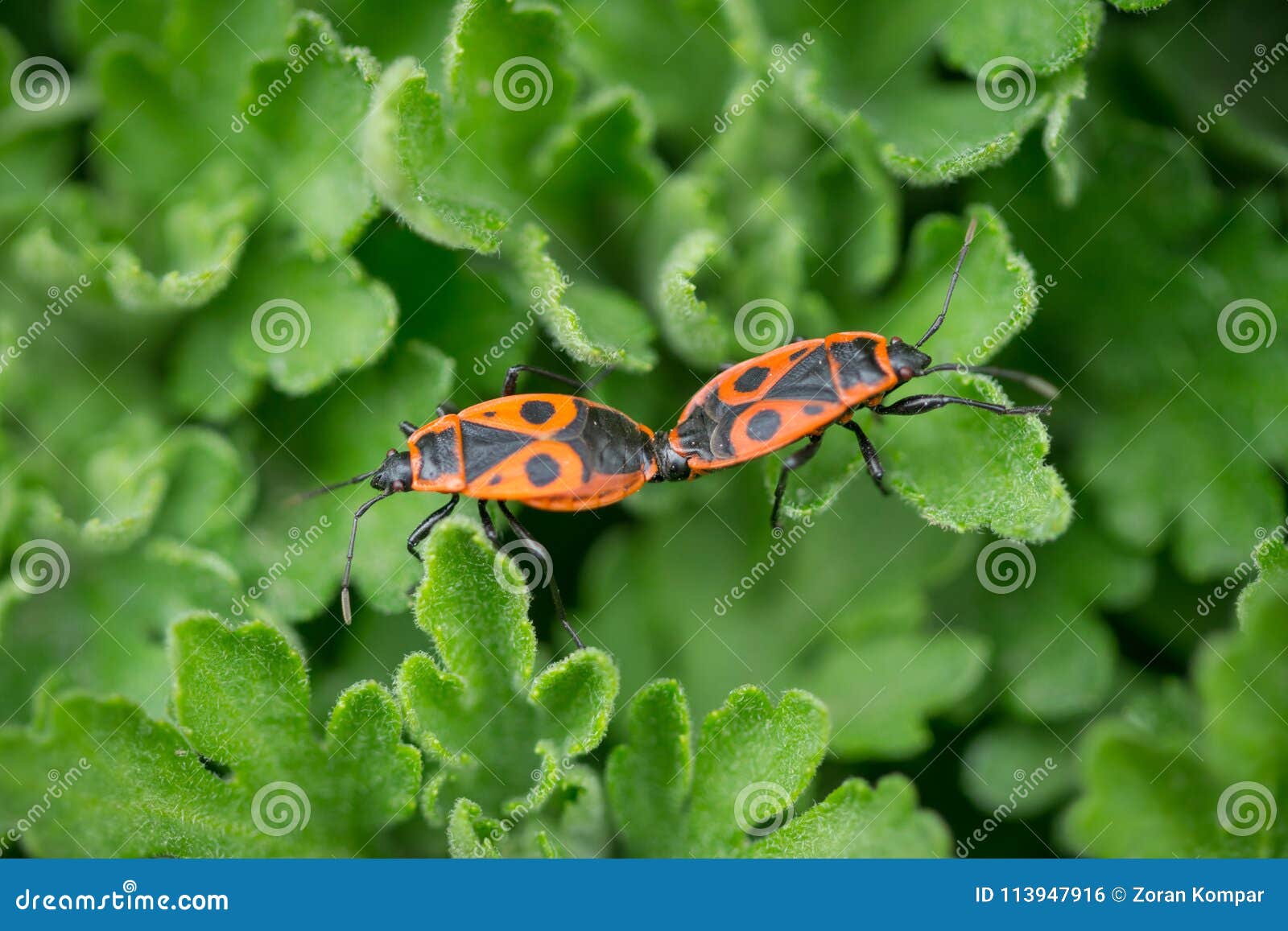 Firebug Mating Royalty-Free Stock Photography | CartoonDealer.com ...