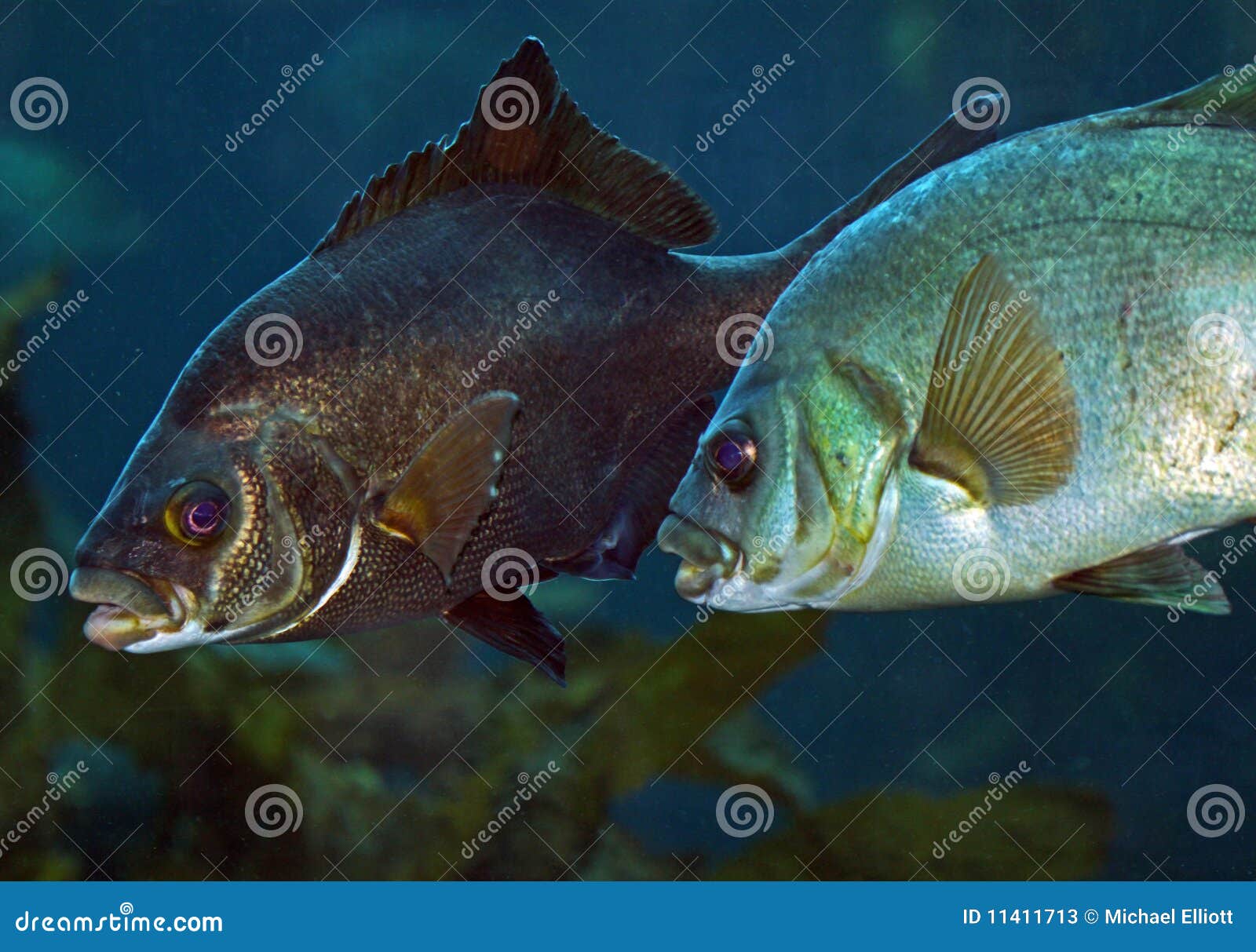 Two Fish stock image. Image of ocean, mephoto, ecology - 11411713