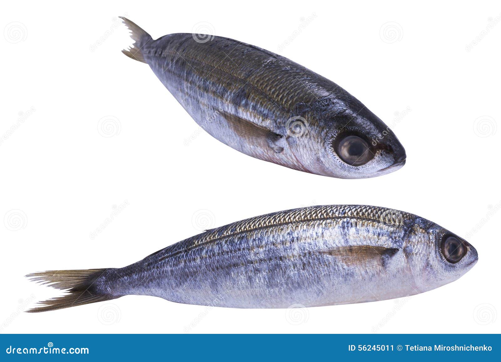 Two fish bogue stock image. Image of drawing, animals - 56245011