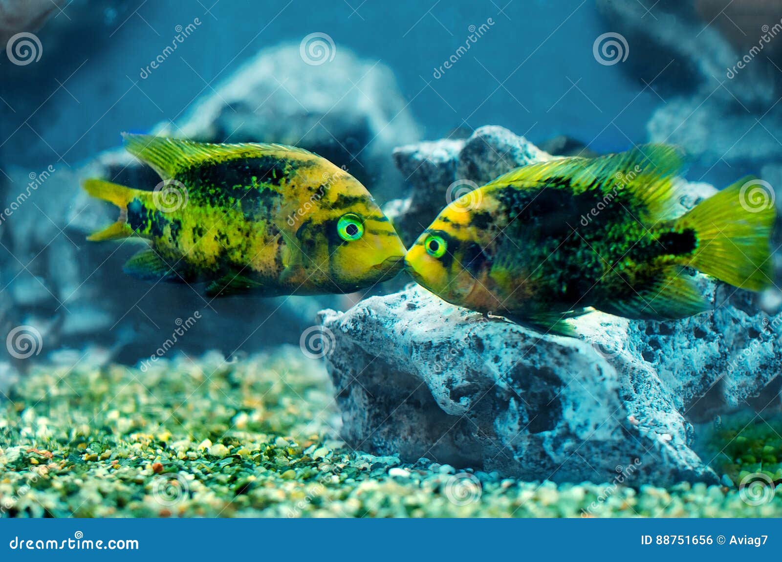 Two fish stock photo. Image of closeup, swiming, water - 88751656