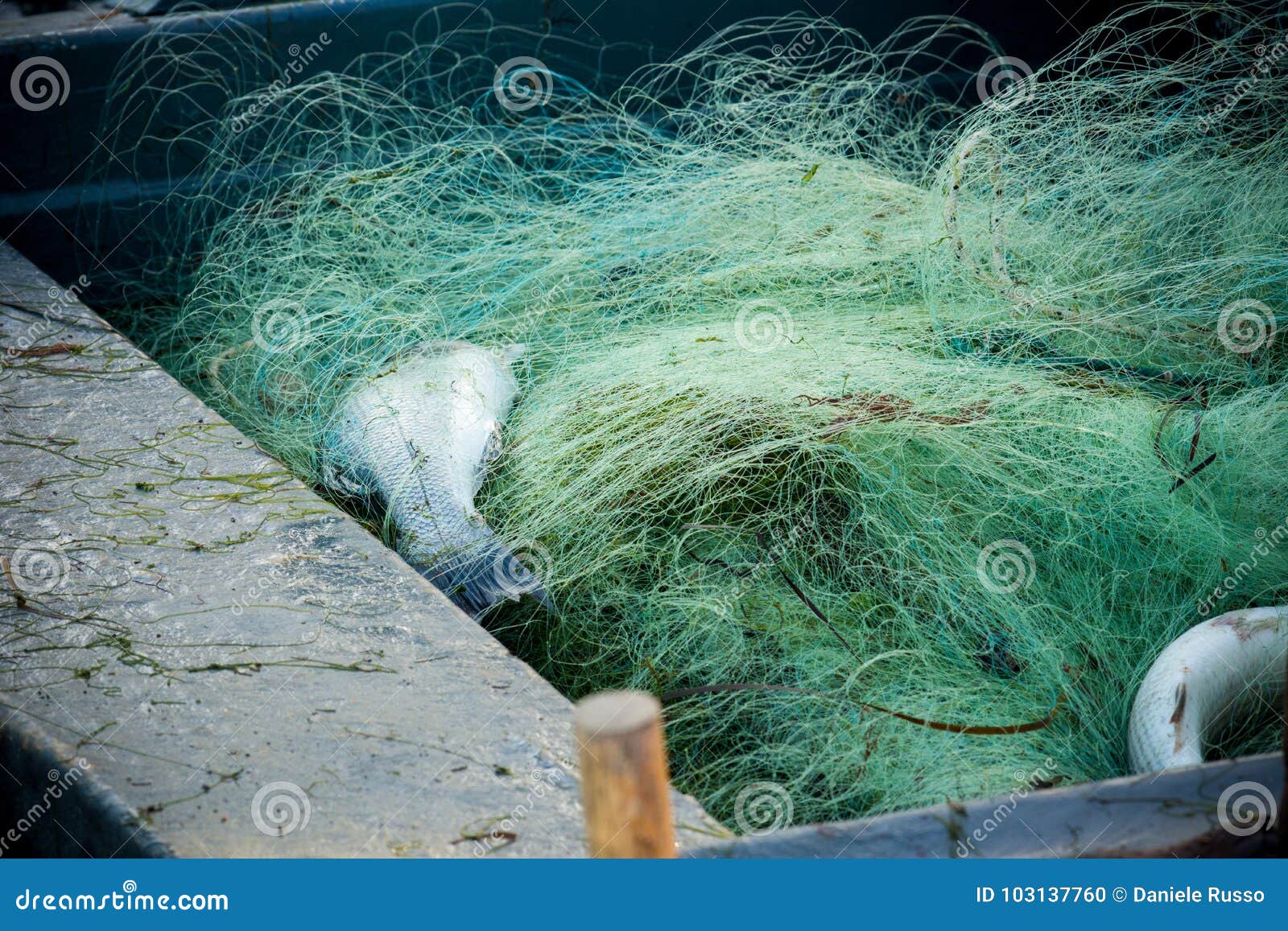 Two fish in a fishnet stock photo. Image of harvesting - 103137760