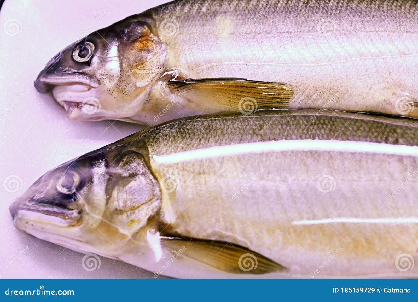 Two fish stock image. Image of freezing, food, seafood - 185159729