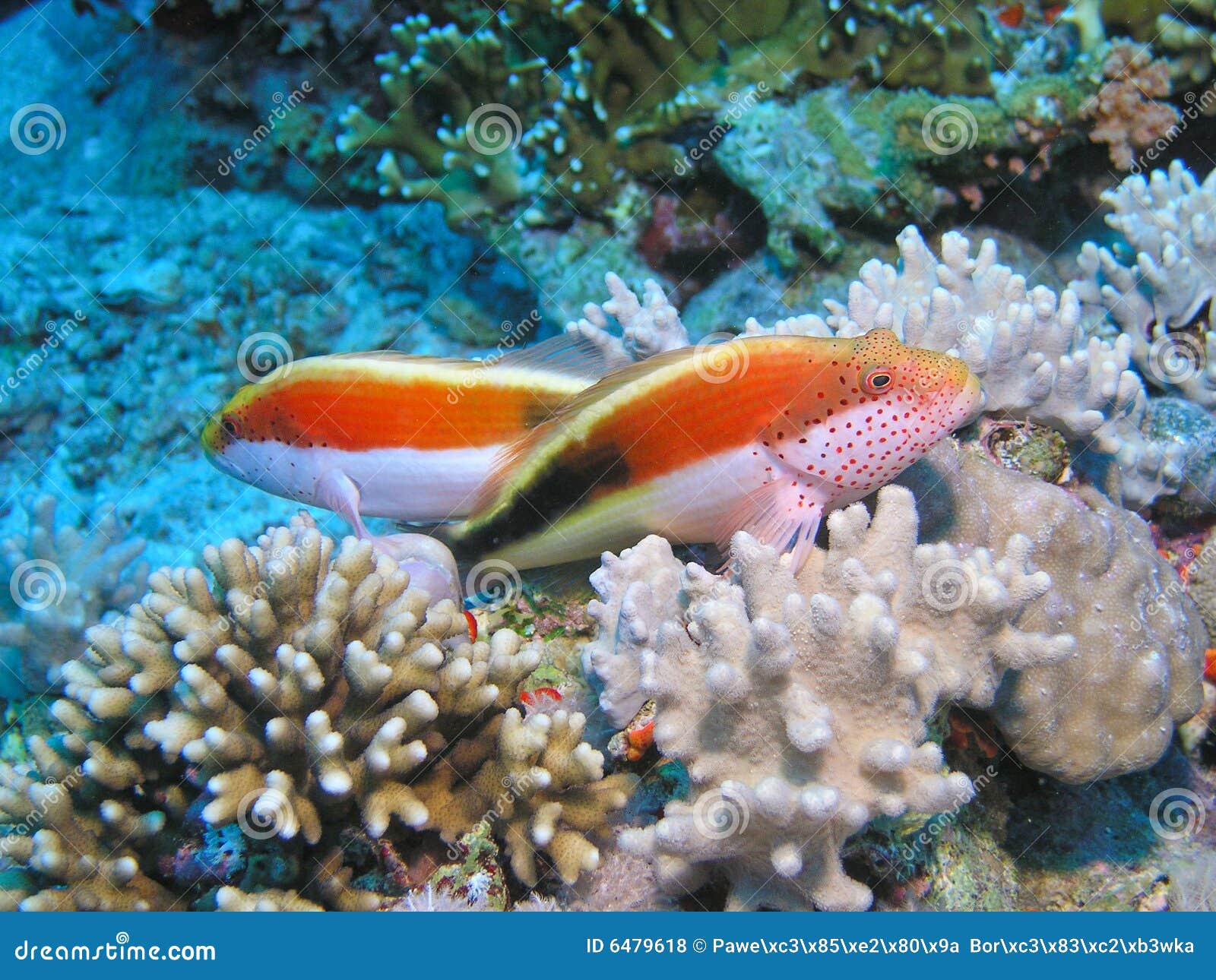 Two fish gurding terytorie stock photo. Image of egypt - 6479618