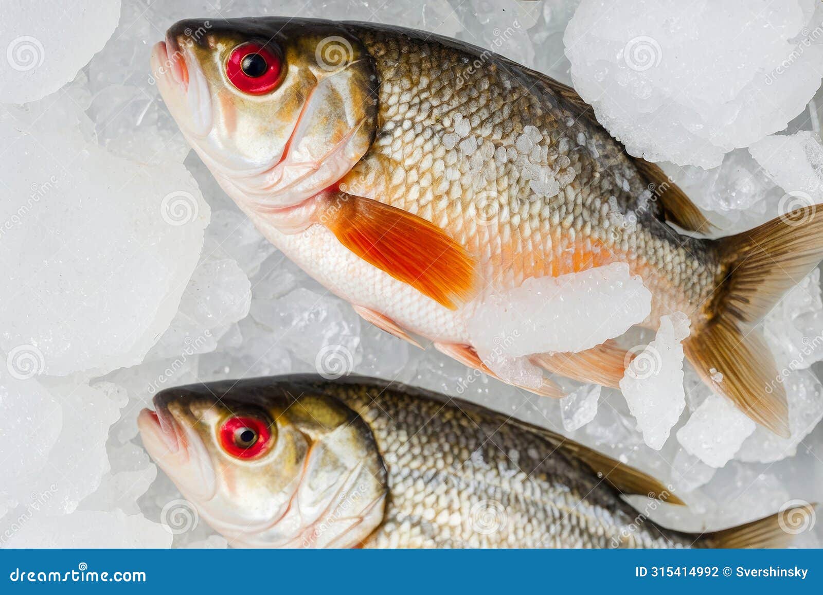 Two Fish are on Ice, One of Which Has Red Eyes Stock Photo - Image of ...