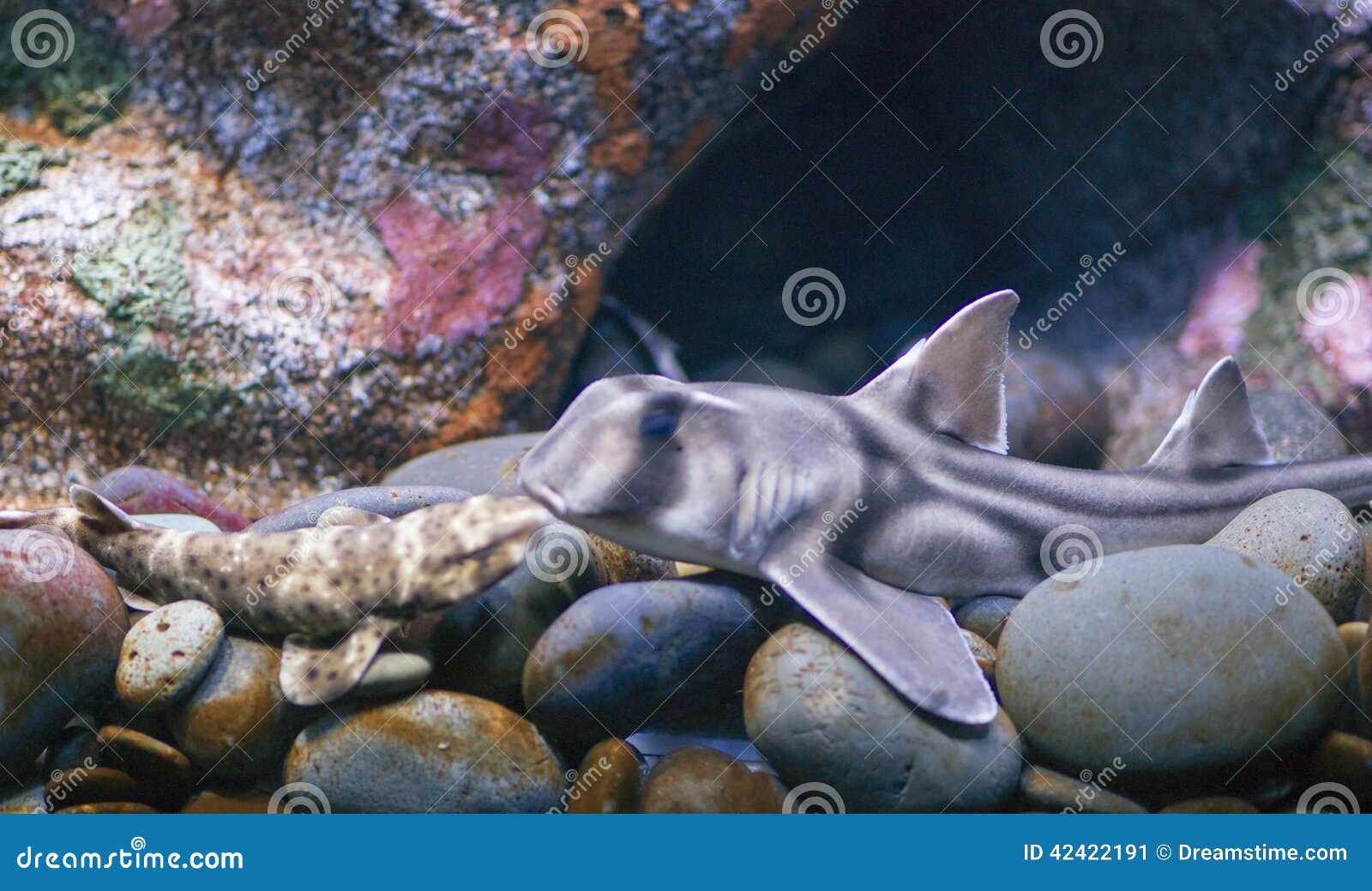Two Fish Kissing in Aquarium Stock Image - Image of colourful, rocks ...