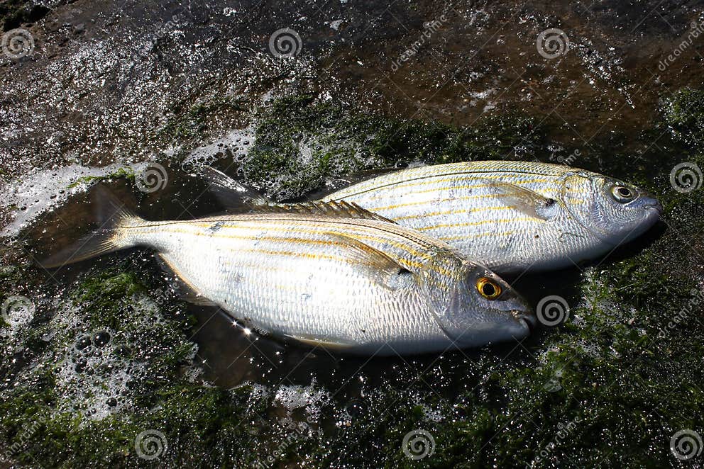 Two fish stock image. Image of green, life, beautiful - 33604823