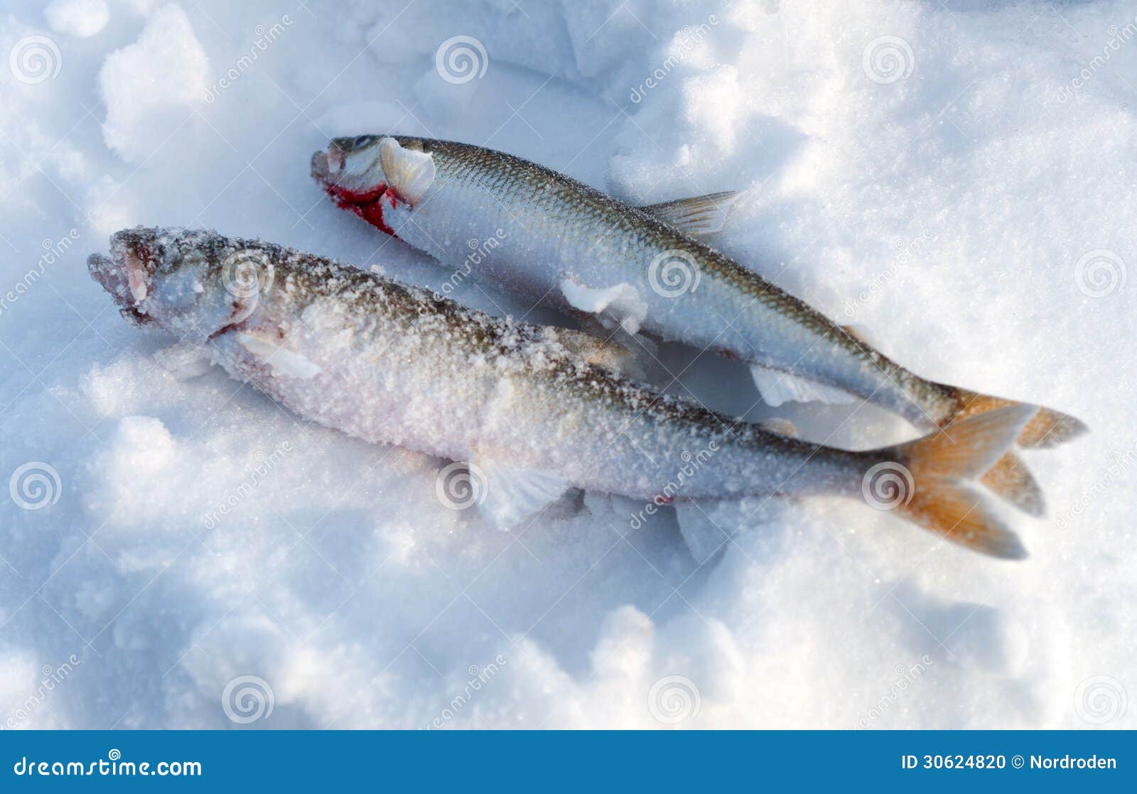 Two Fish Smelt Lying in the Snow. Stock Photo - Image of lake, food ...